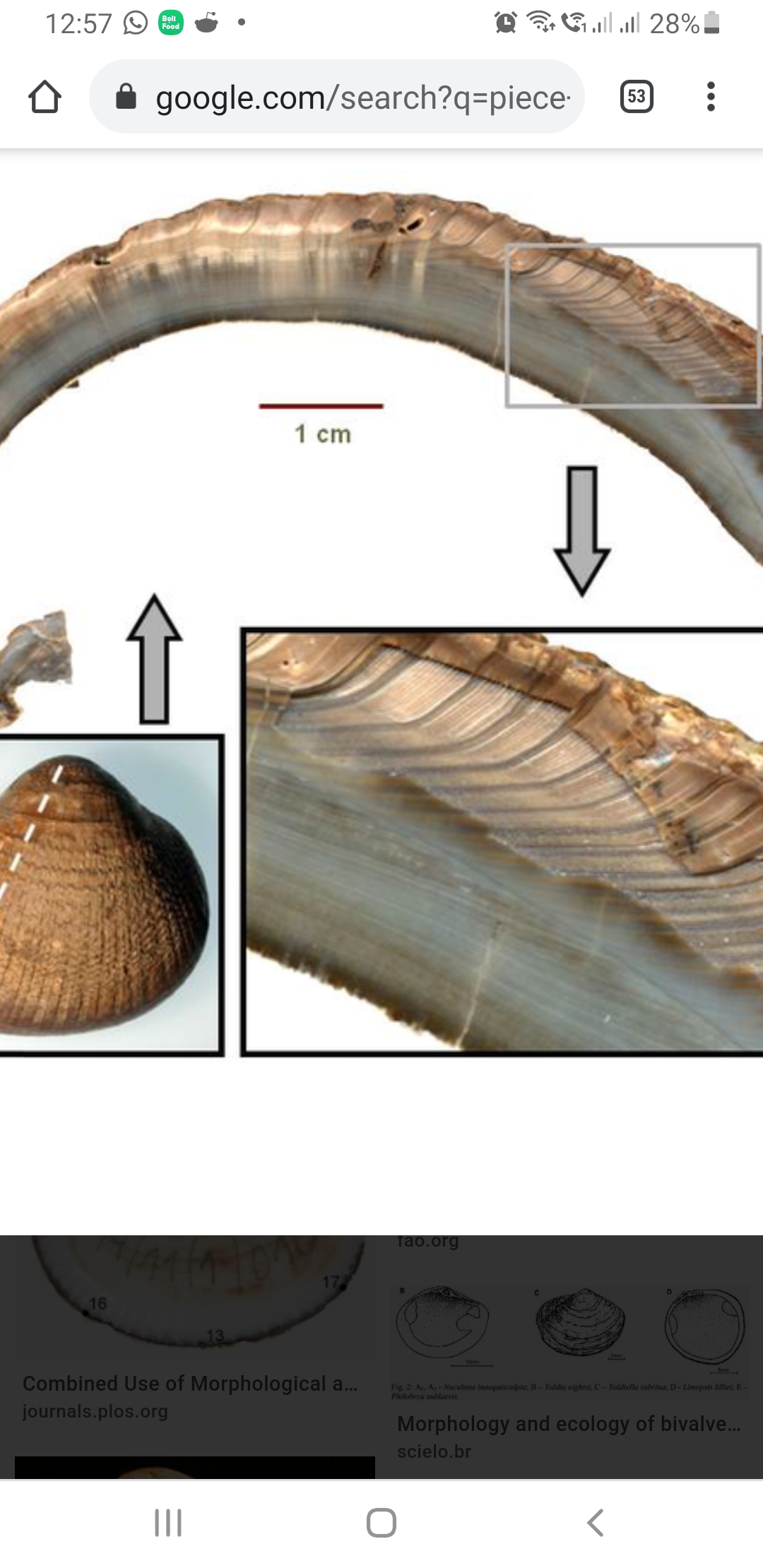 Eocene myliobatis palate - Fossil ID - The Fossil Forum