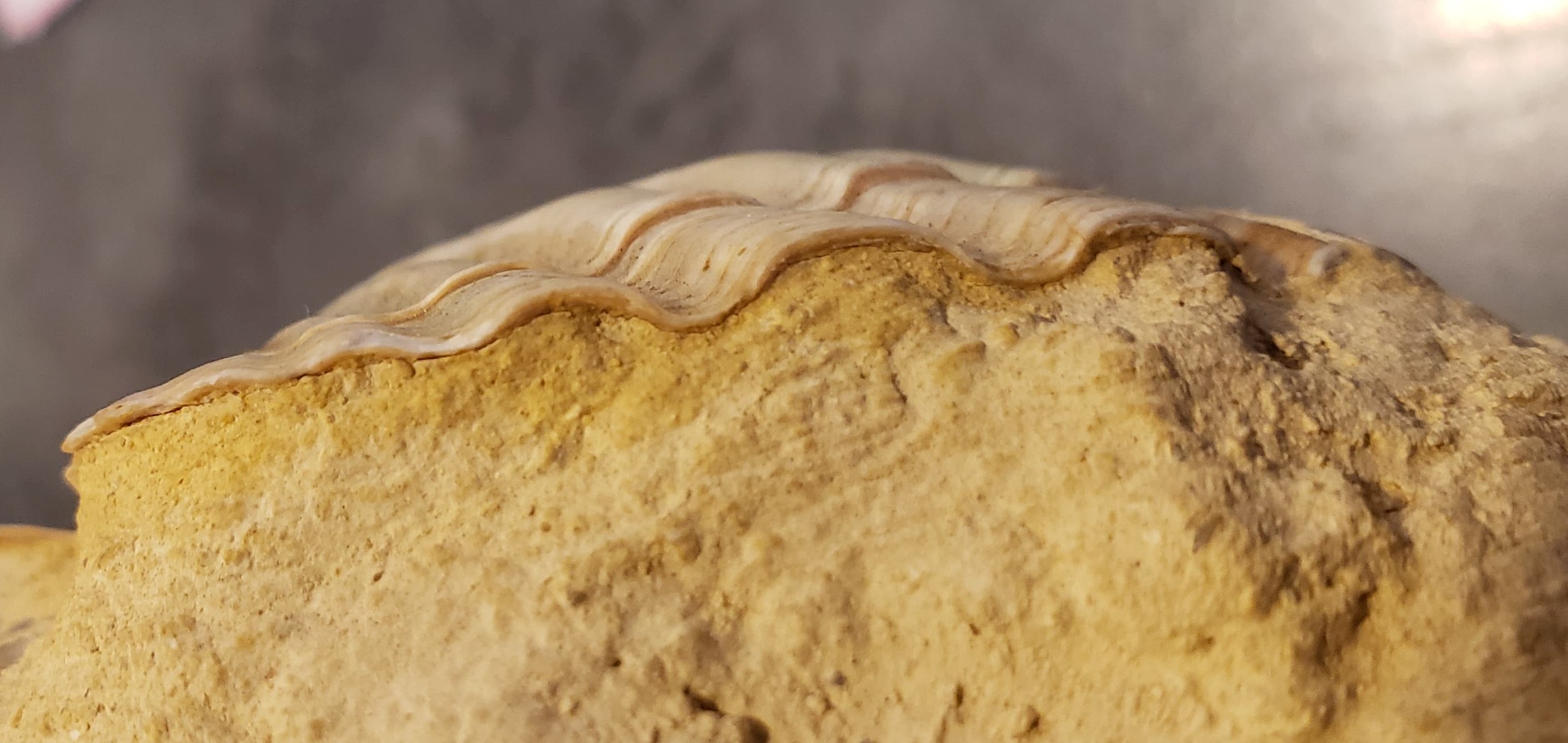 Bivalve Shells - Is It Real? How to Recognize Fossil Fabrications - The ...