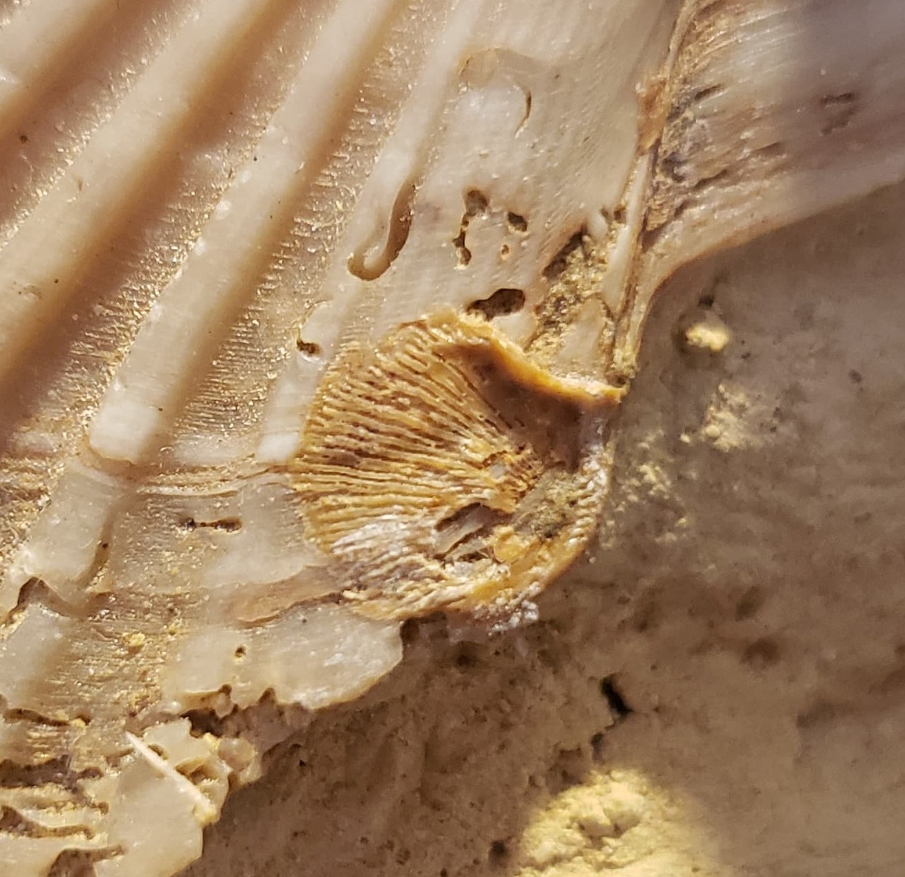 Bivalve Shells - Is It Real? How to Recognize Fossil Fabrications - The ...