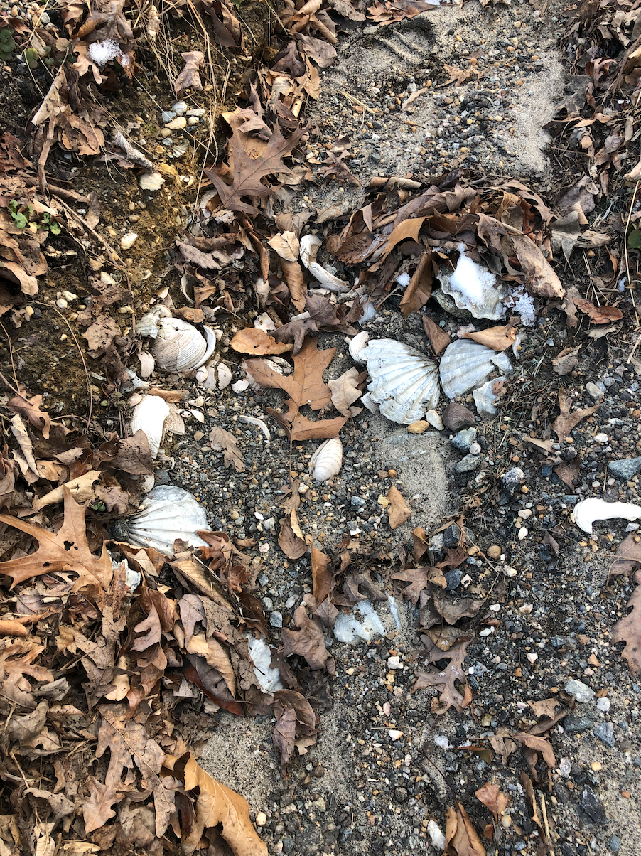 Virginia Shell Hunt - Fossil Hunting Trips - The Fossil Forum
