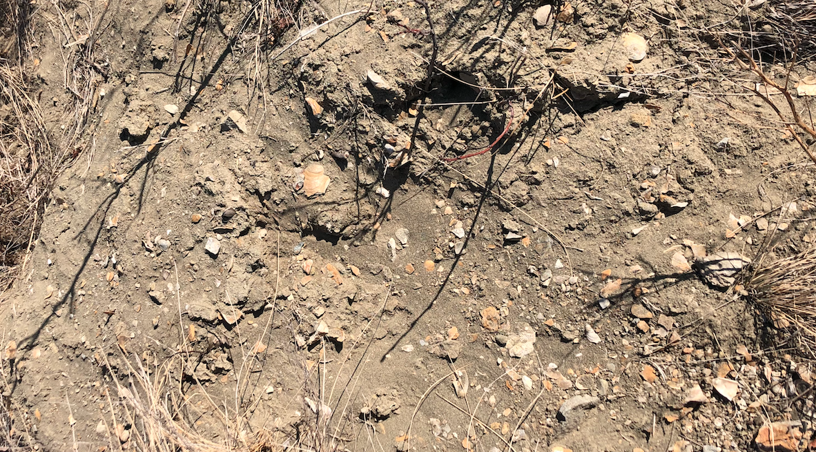 Spring in the Fox Hills Formation - Fossil Hunting Trips - The Fossil Forum
