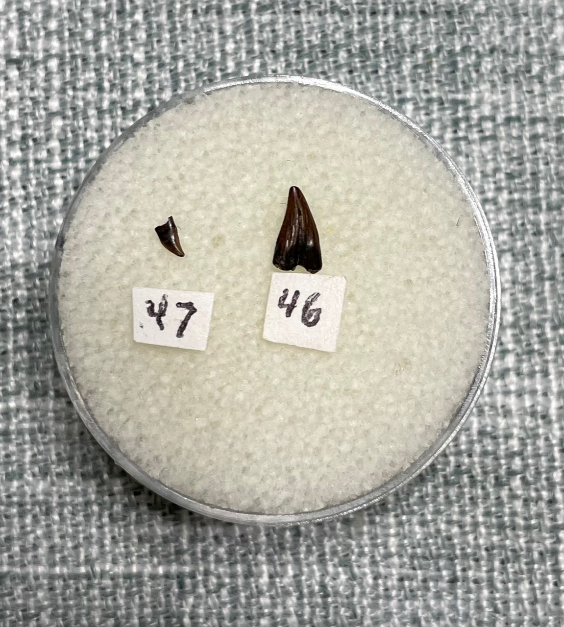 How do we know these teeth came from Cretaceous birds? - General Fossil ...