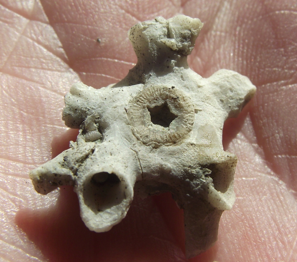 Another trip to the Fort Payne - Fossil Hunting Trips - The Fossil Forum