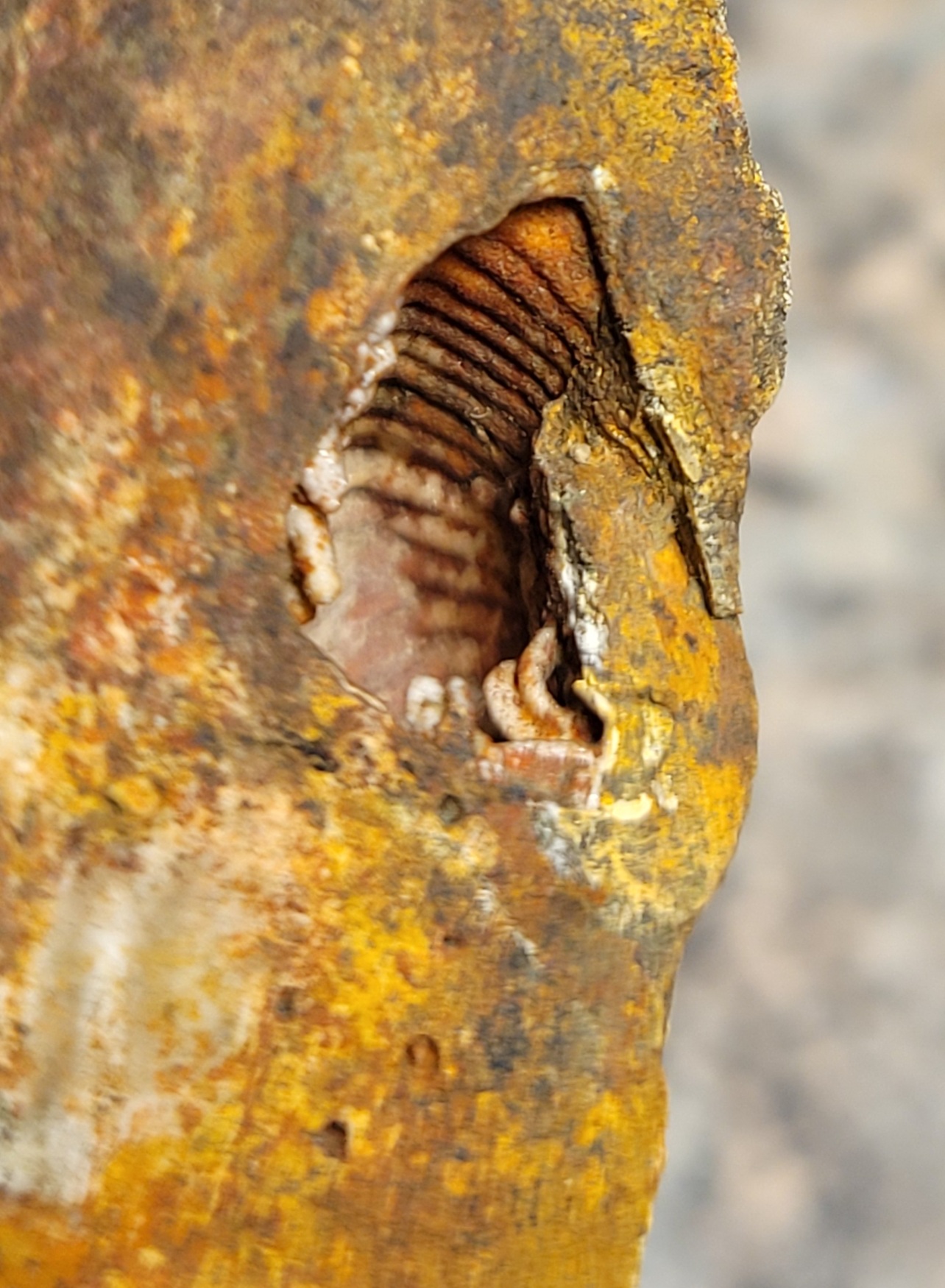 Missouri Ozarks fossil - Fossil ID - The Fossil Forum
