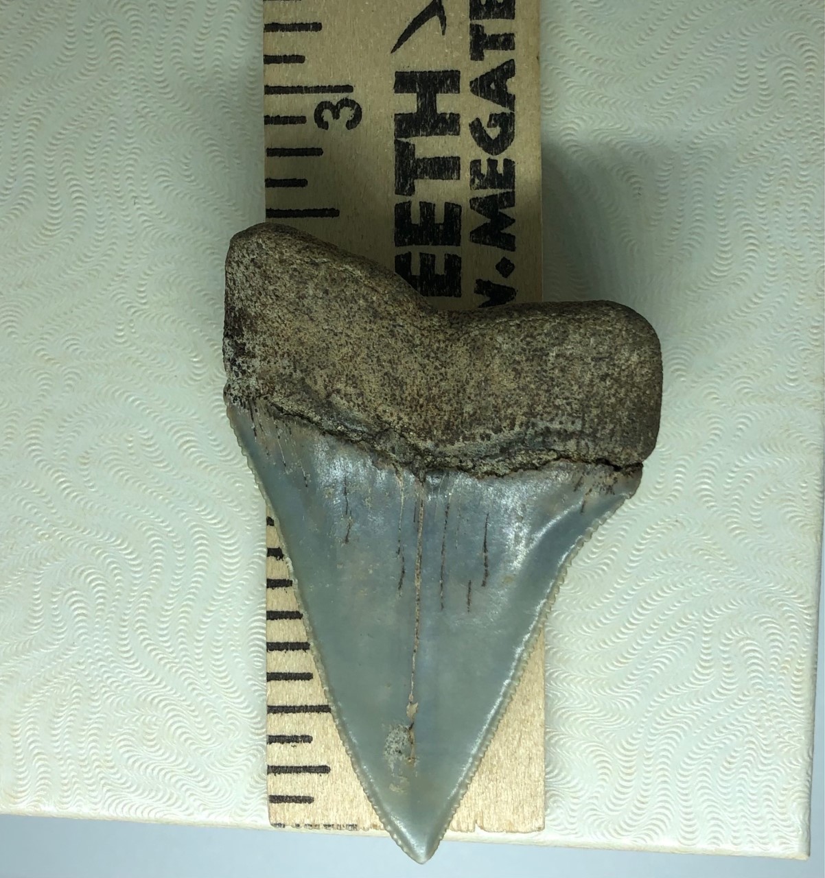 Show Us Your Blue Fossils - Page 4 - Member Collections - The Fossil Forum