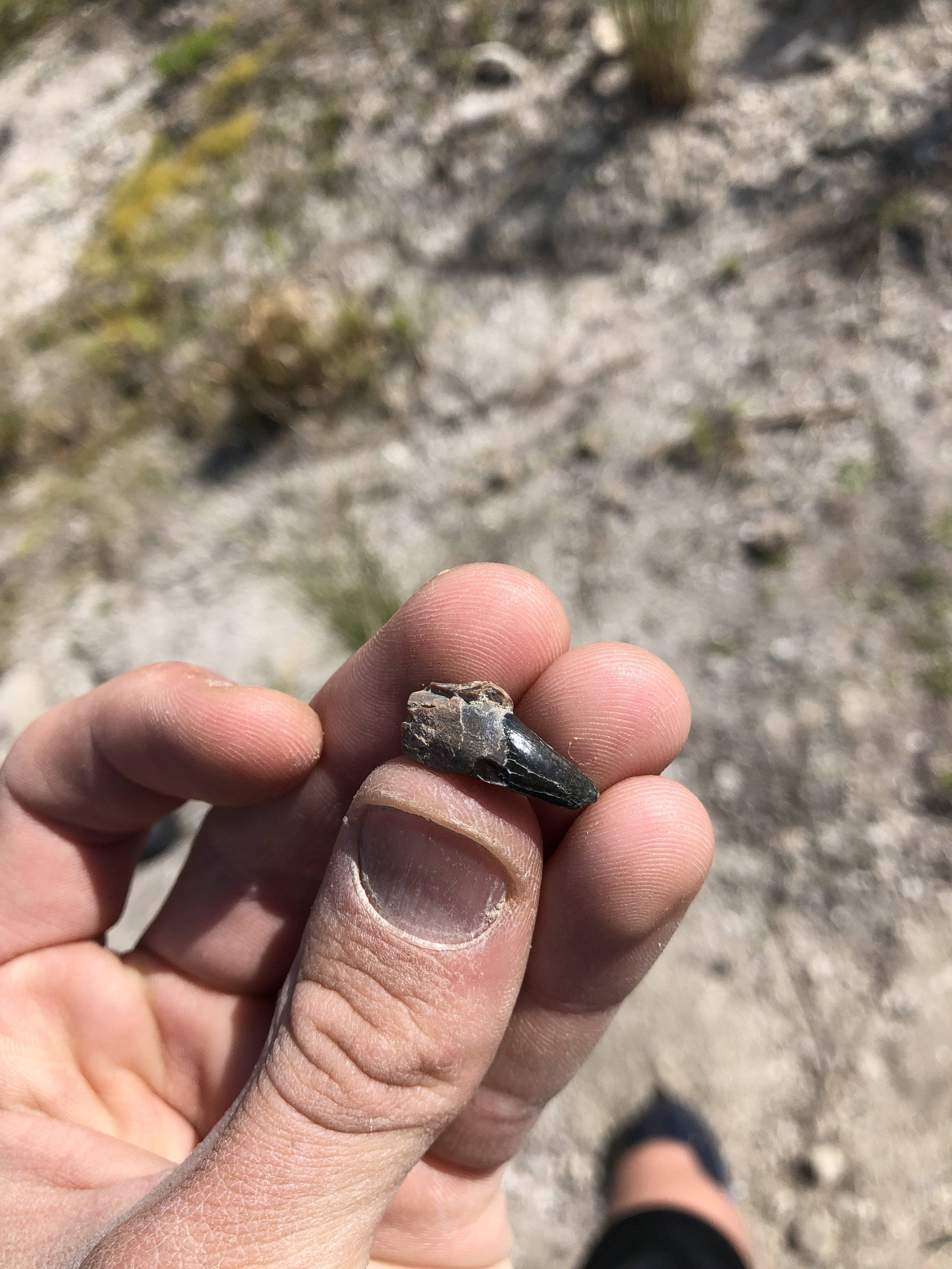 Dolphin tooth? - Fossil ID - The Fossil Forum