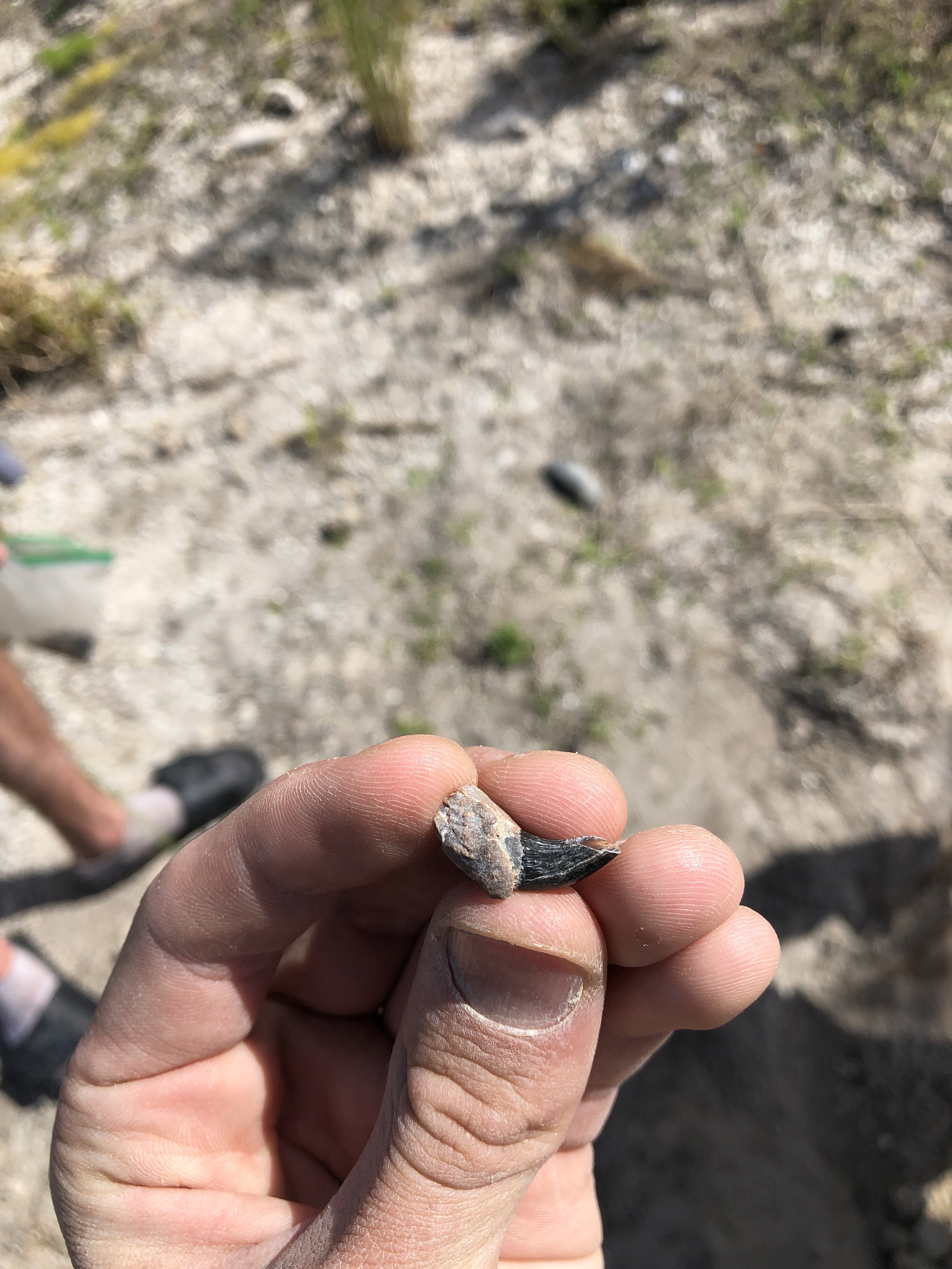 Dolphin tooth? - Fossil ID - The Fossil Forum