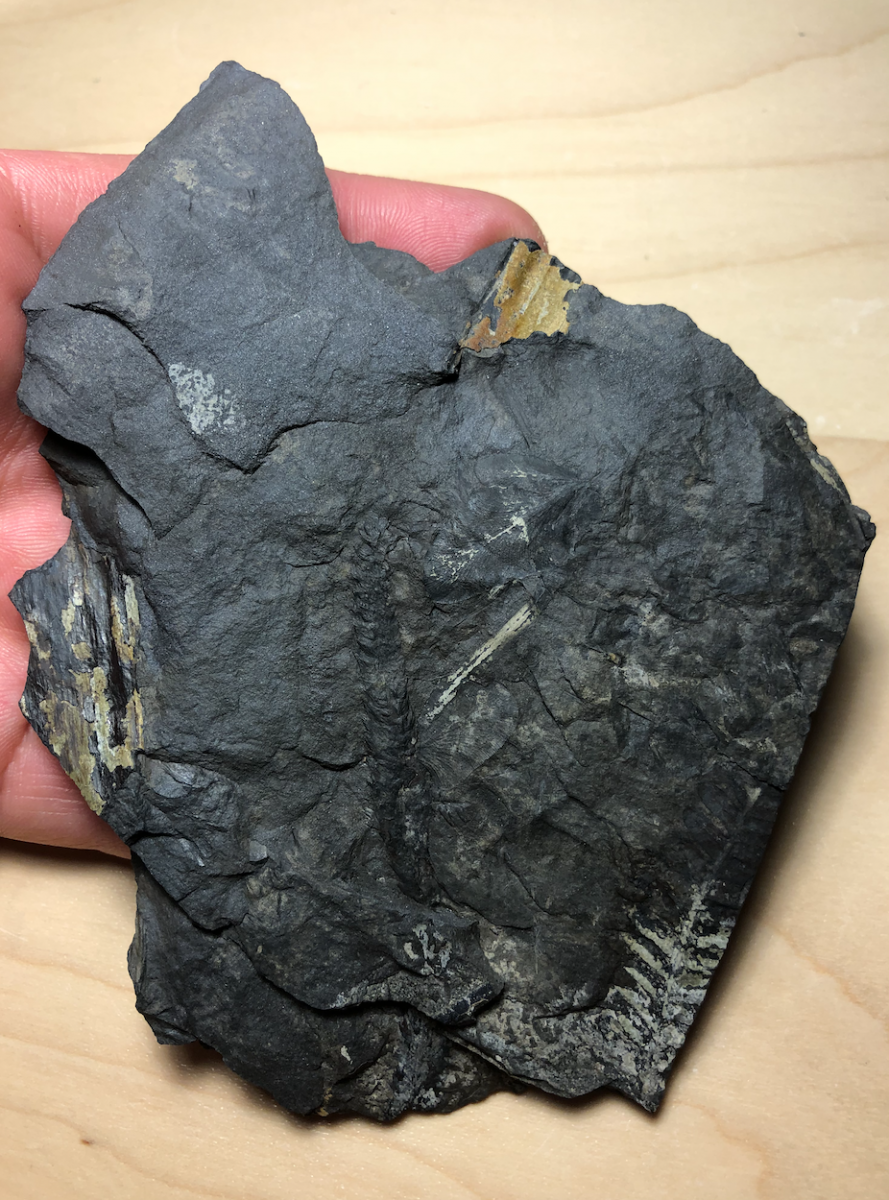 Calamostachys Sp. - Member Collections - The Fossil Forum