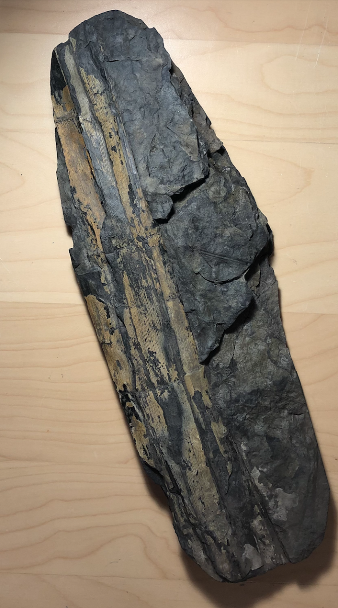 Calamites Cisti - Member Collections - The Fossil Forum