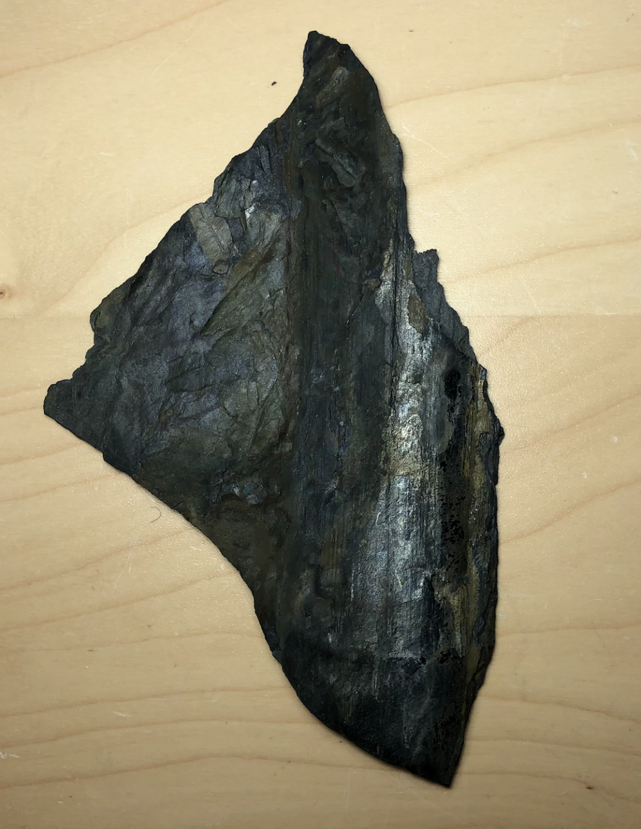 Calamites Pith Cast - Member Collections - The Fossil Forum
