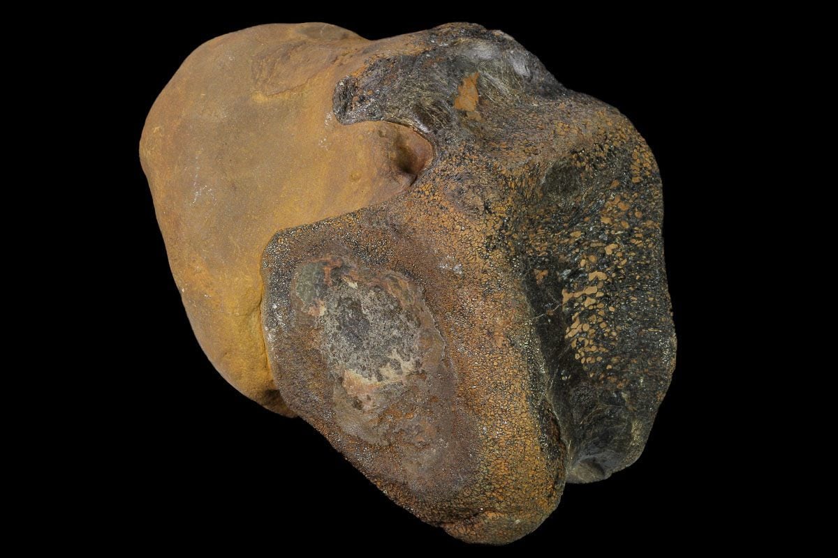 Dinosaur Vertebra (Isle of Wight, England) - Fossil ID - The Fossil Forum