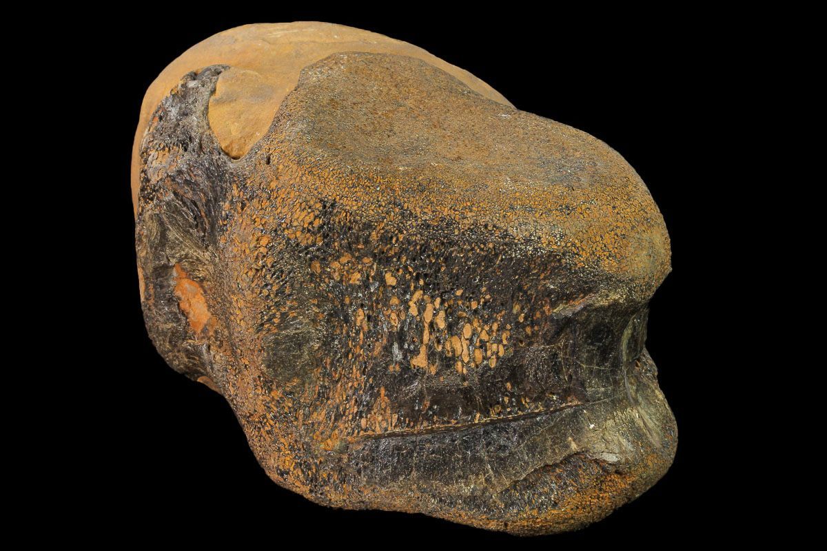 Dinosaur Vertebra (Isle of Wight, England) - Fossil ID - The Fossil Forum