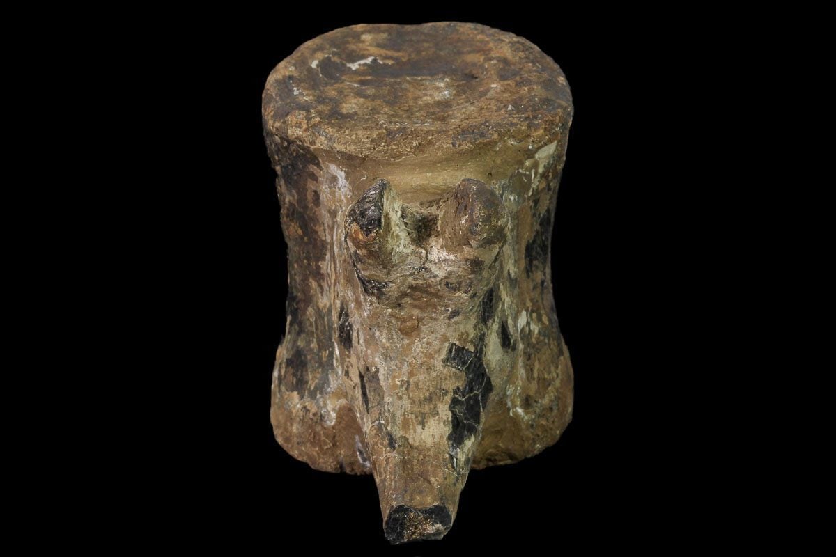 Dinosaur Vertebra (Isle of Wight, England) - Fossil ID - The Fossil Forum