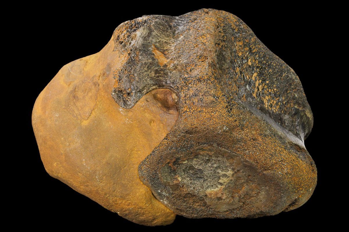 Dinosaur Vertebra (Isle of Wight, England) - Fossil ID - The Fossil Forum