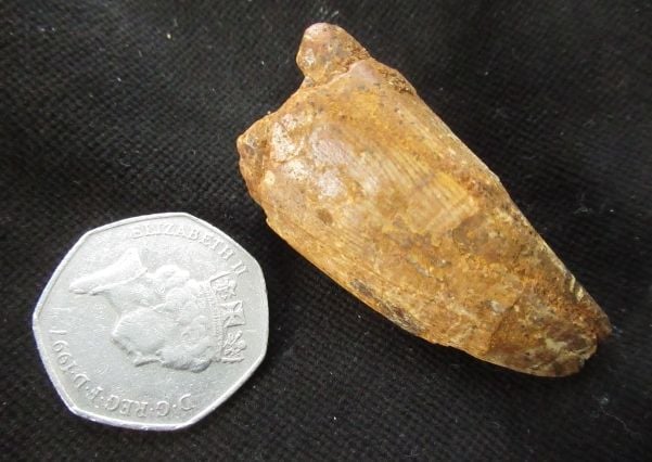 Liopleurodon/pliosaur Tooth? - Fossil ID - The Fossil Forum