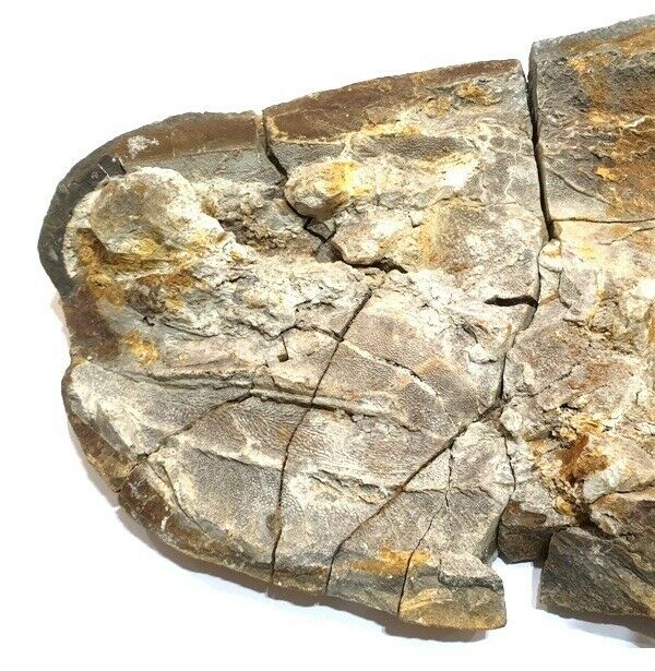 A Triassic fish from Madagascar ID? - Fossil ID - The Fossil Forum