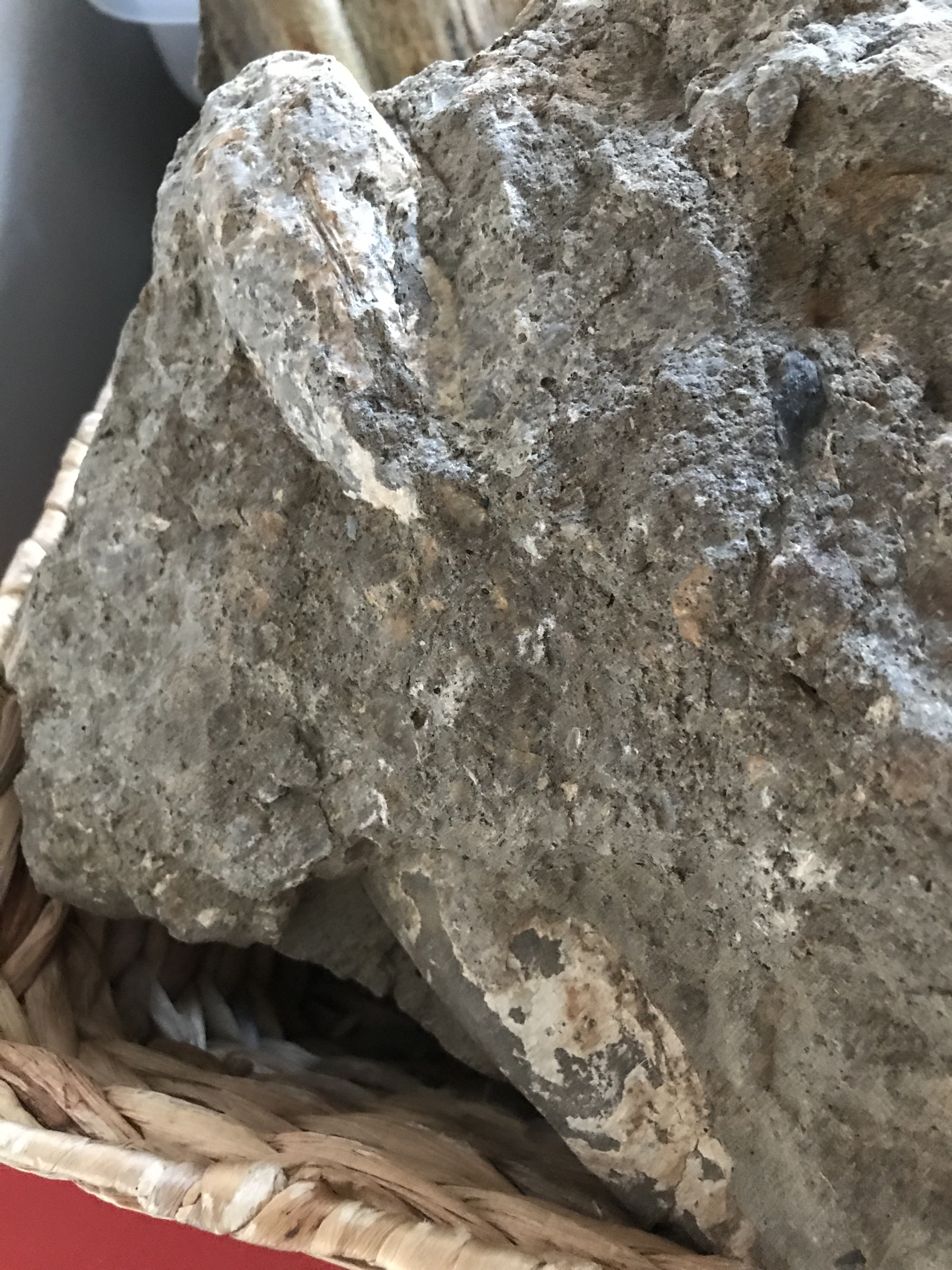 Shells Found - Cochrane, Alberta - Fossil Preparation - The Fossil Forum