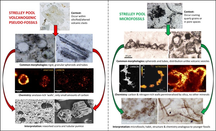 Stromatolites under Microscope: What am I looking at? - Micro ...