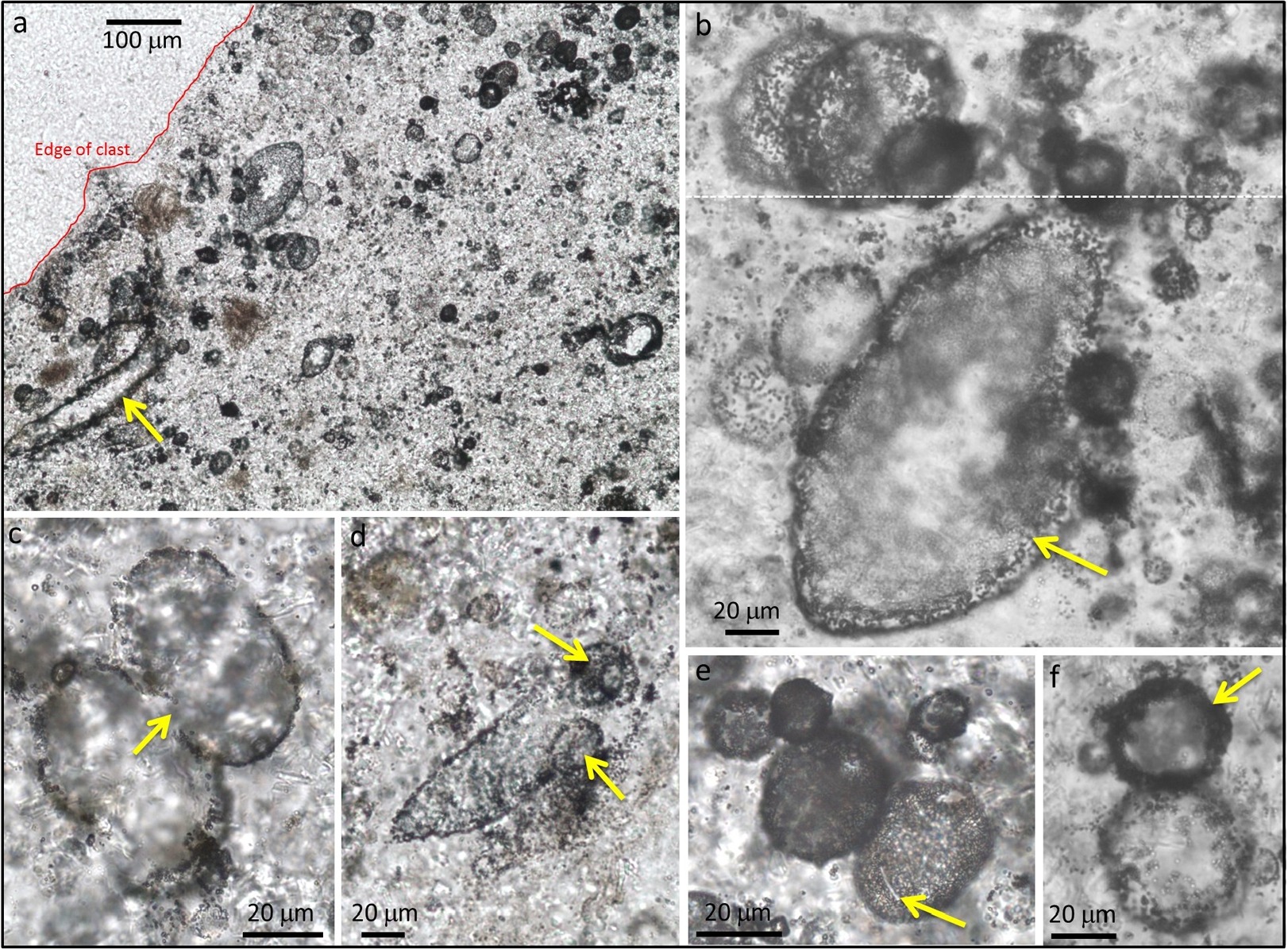 Stromatolites under Microscope: What am I looking at? - Micro ...