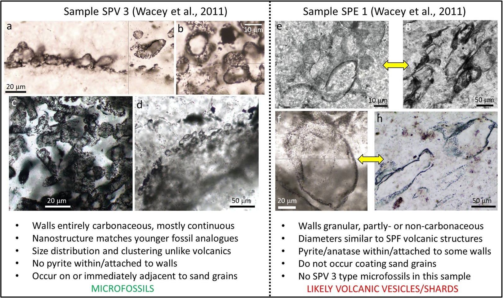 Stromatolites under Microscope: What am I looking at? - Micro ...
