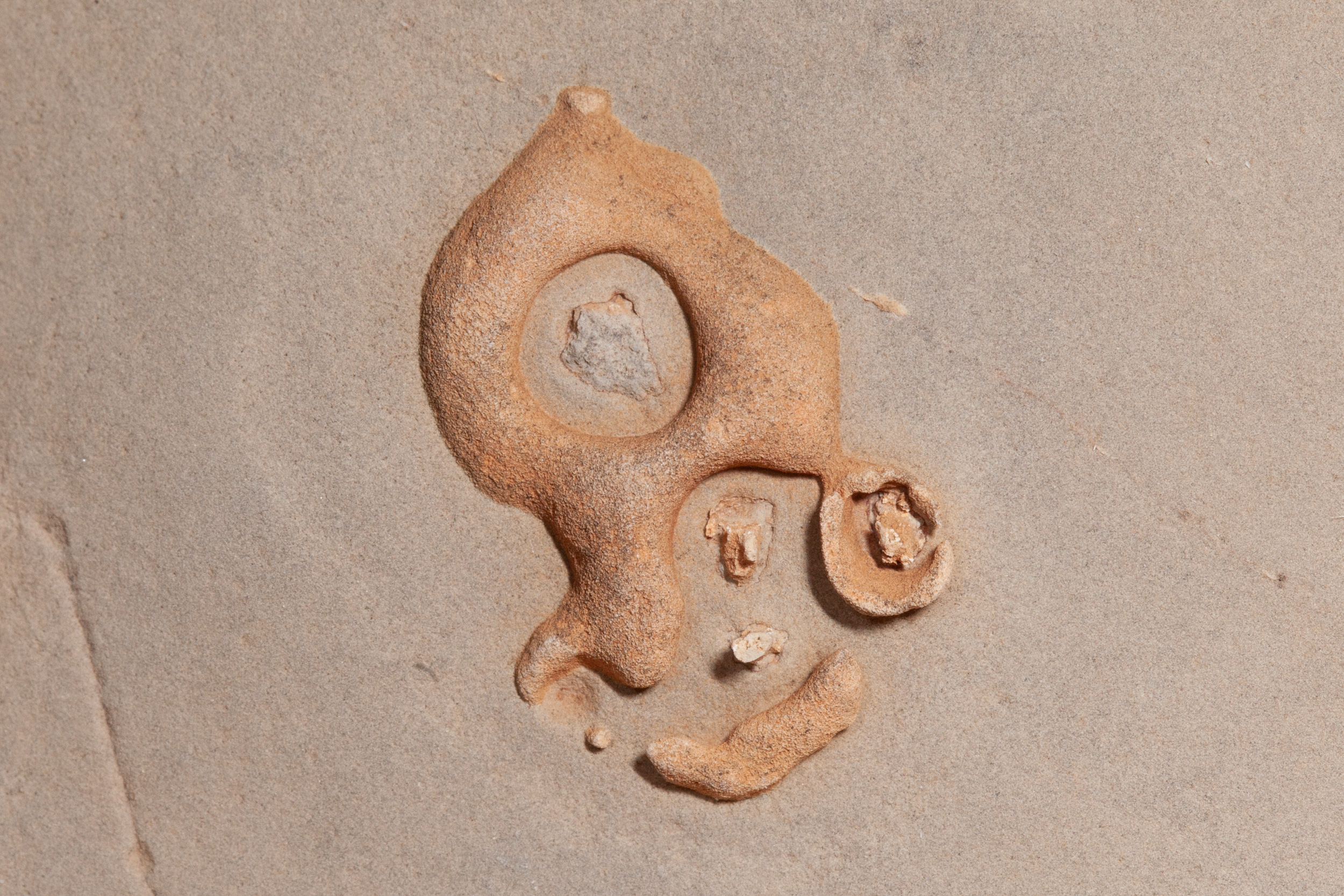 Fossilized raindrops? - Fossil ID - The Fossil Forum
