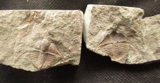 Real Ampyx Priscus? - Is It Real? How to Recognize Fossil Fabrications ...