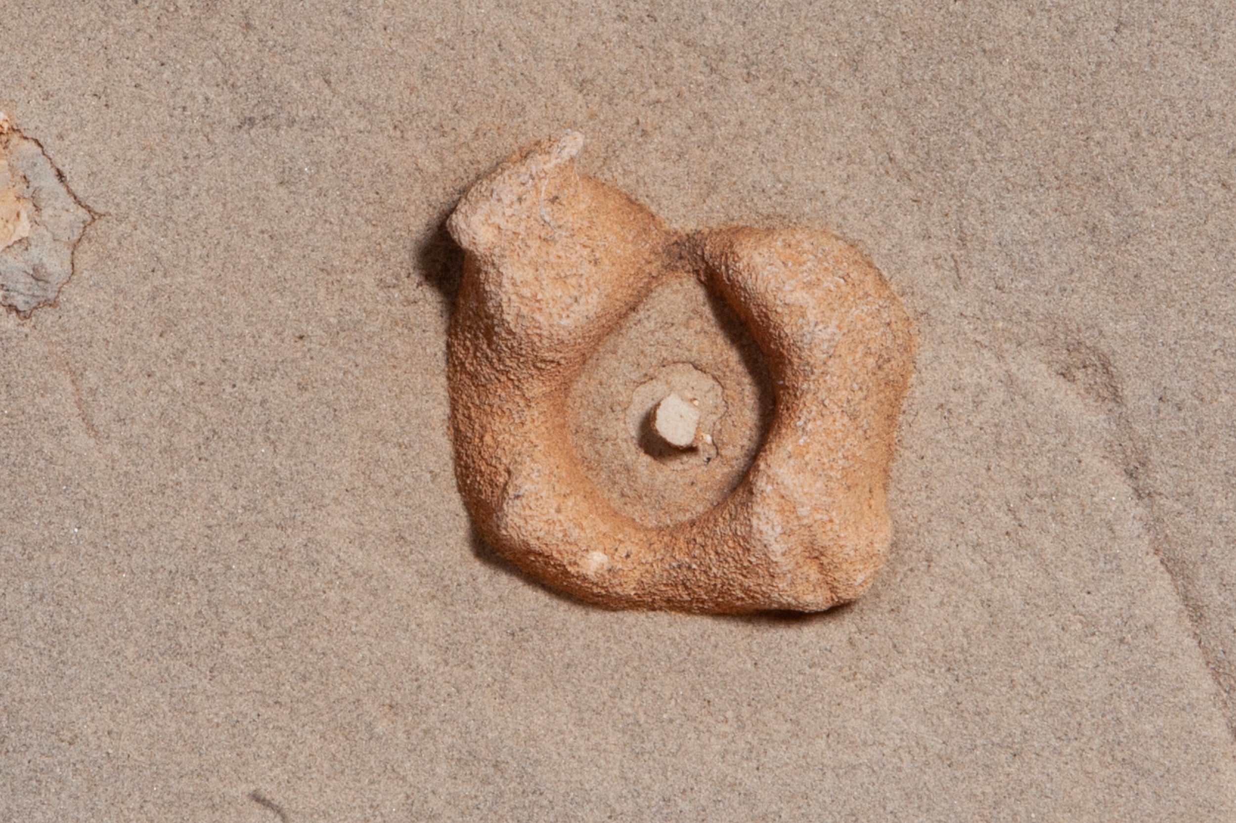 Fossilized raindrops? - Fossil ID - The Fossil Forum