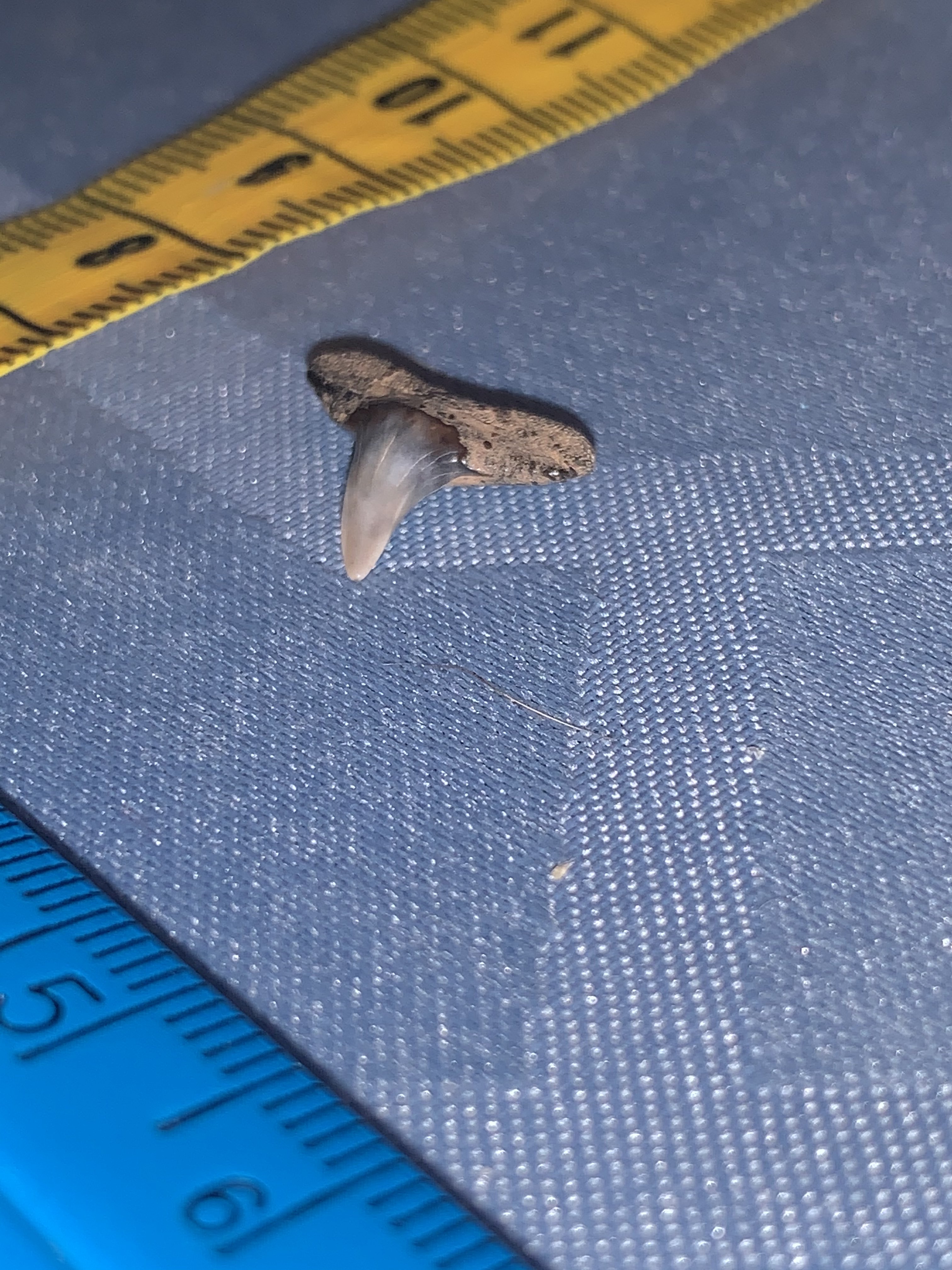 Lemon shark or another species? - Fossil ID - The Fossil Forum