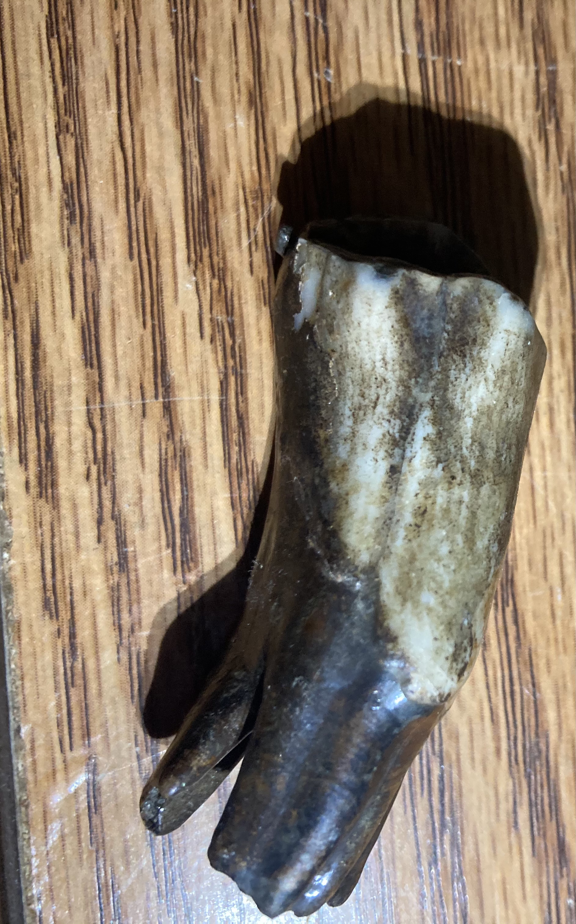 Fossil bison tooth ID - Fossil ID - The Fossil Forum