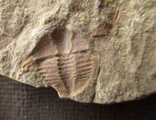 Real Ampyx Priscus? - Is It Real? How to Recognize Fossil Fabrications ...