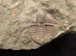 Real Ampyx Priscus? - Is It Real? How to Recognize Fossil Fabrications ...