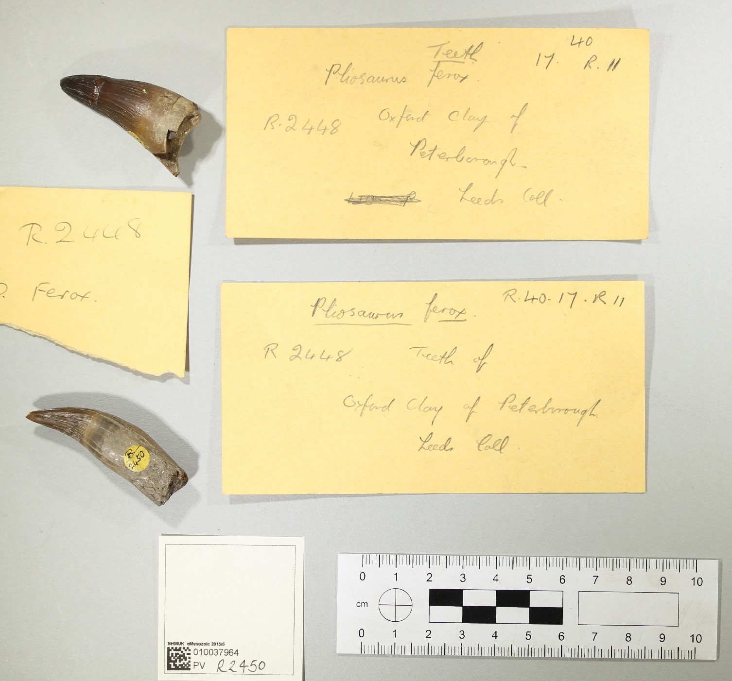 Russian Pliosaur Tooth? - Is It Real? How to Recognize Fossil ...