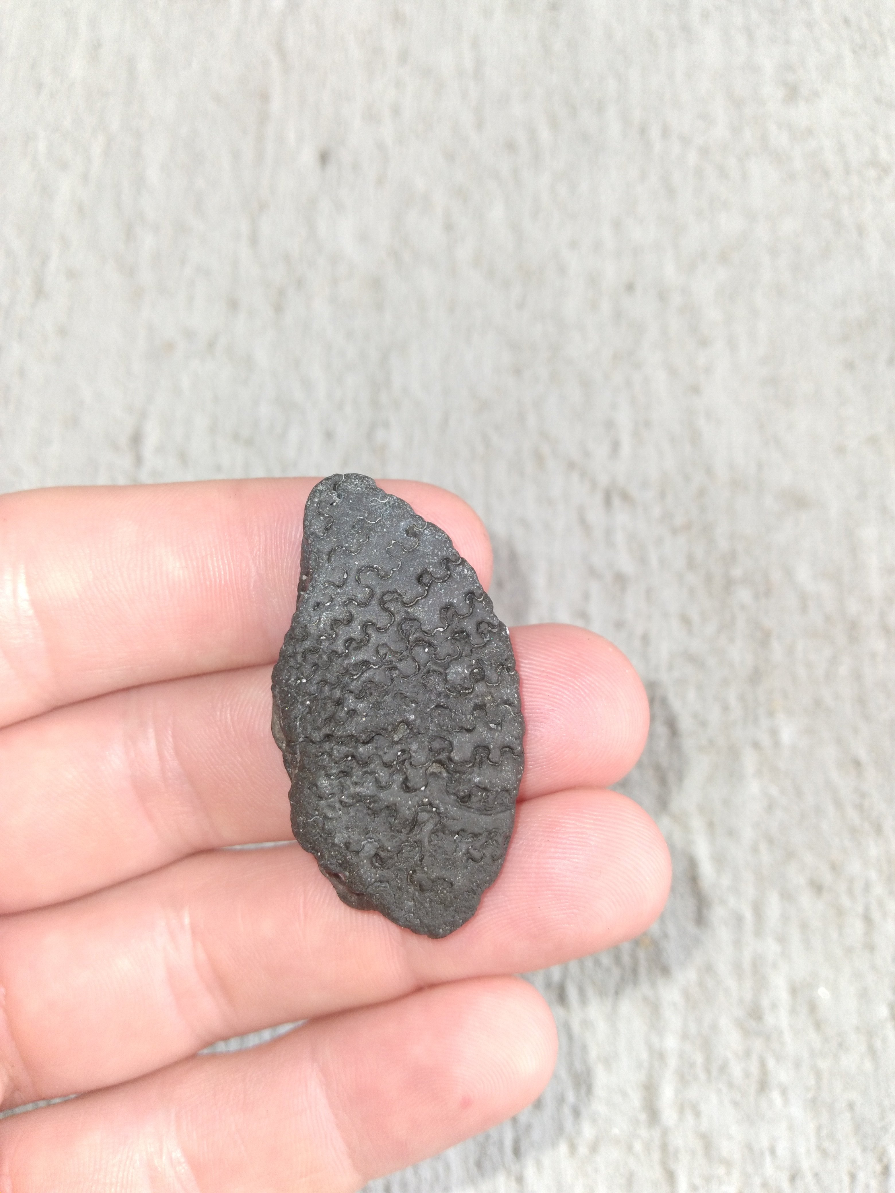 fossil finds on beach - Fossil ID - The Fossil Forum