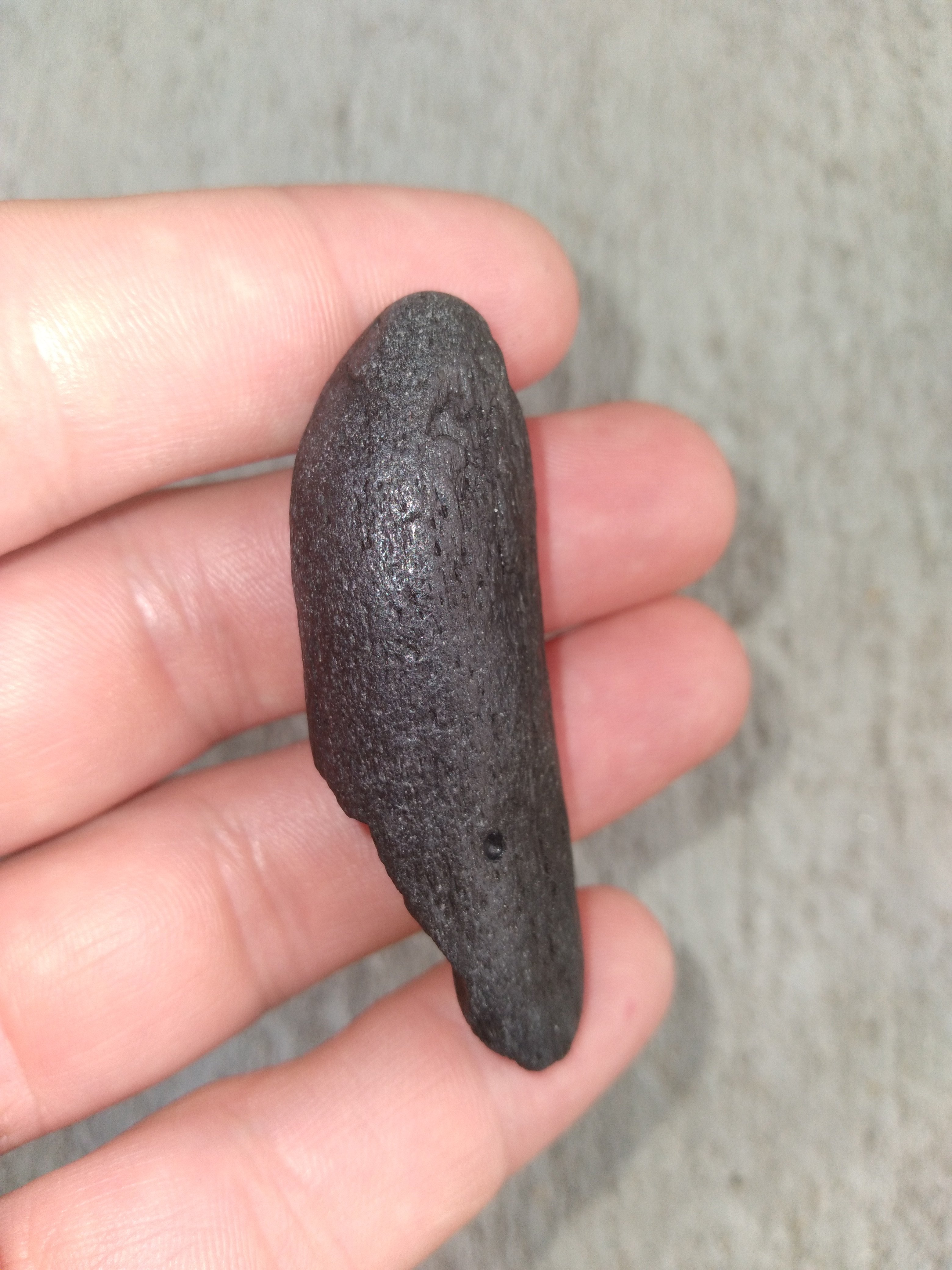 fossil finds on beach - Fossil ID - The Fossil Forum