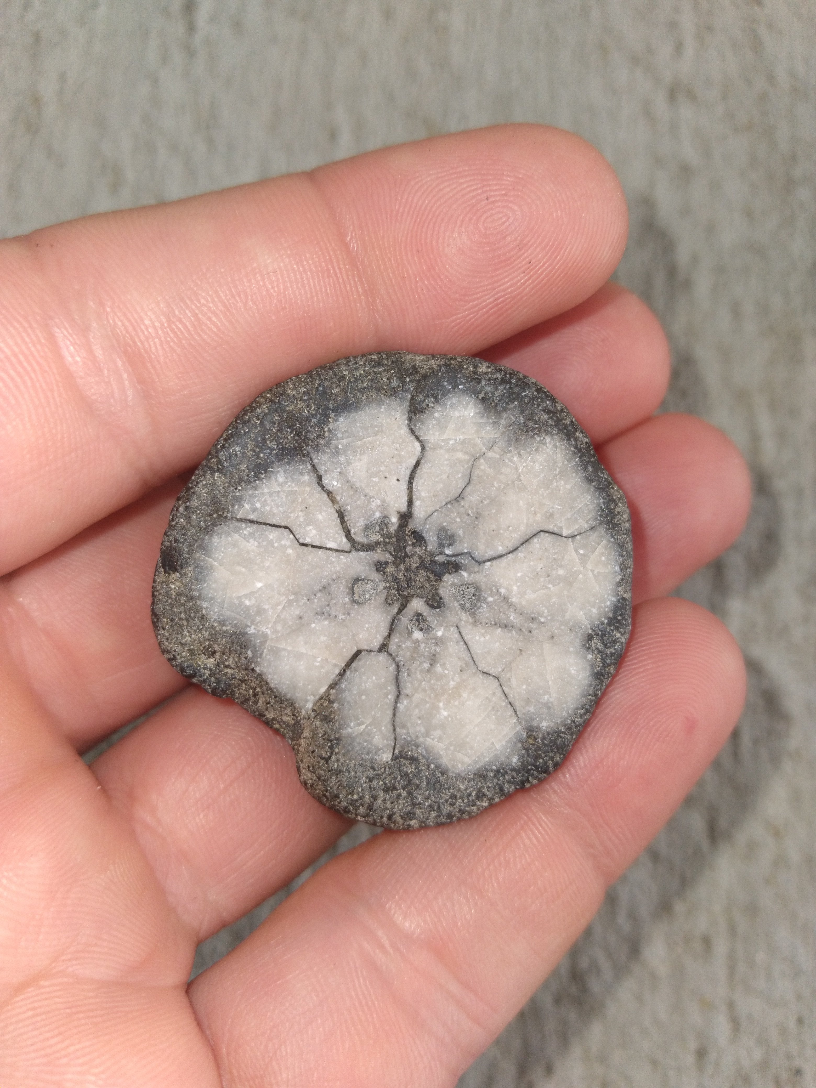 fossil finds on beach - Fossil ID - The Fossil Forum