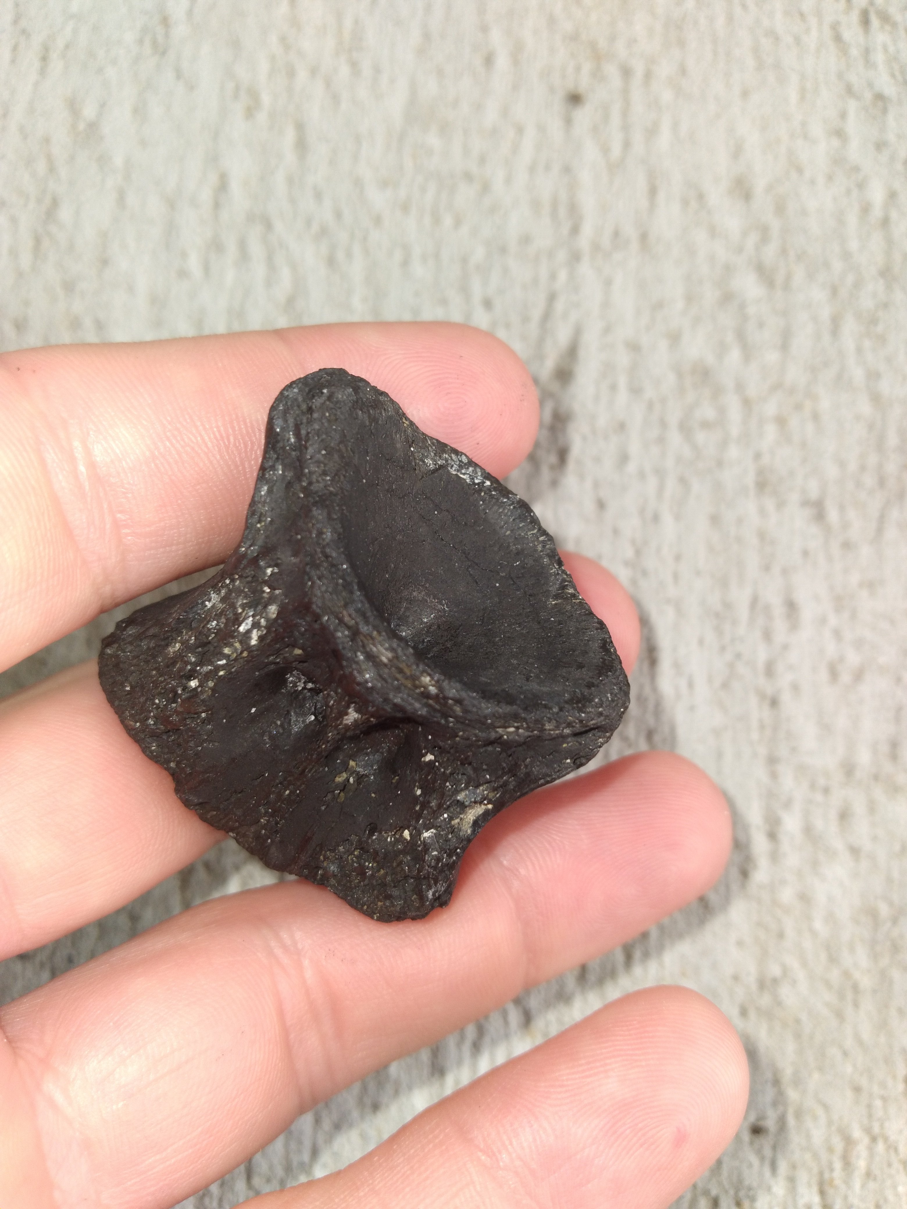 fossil finds on beach - Fossil ID - The Fossil Forum