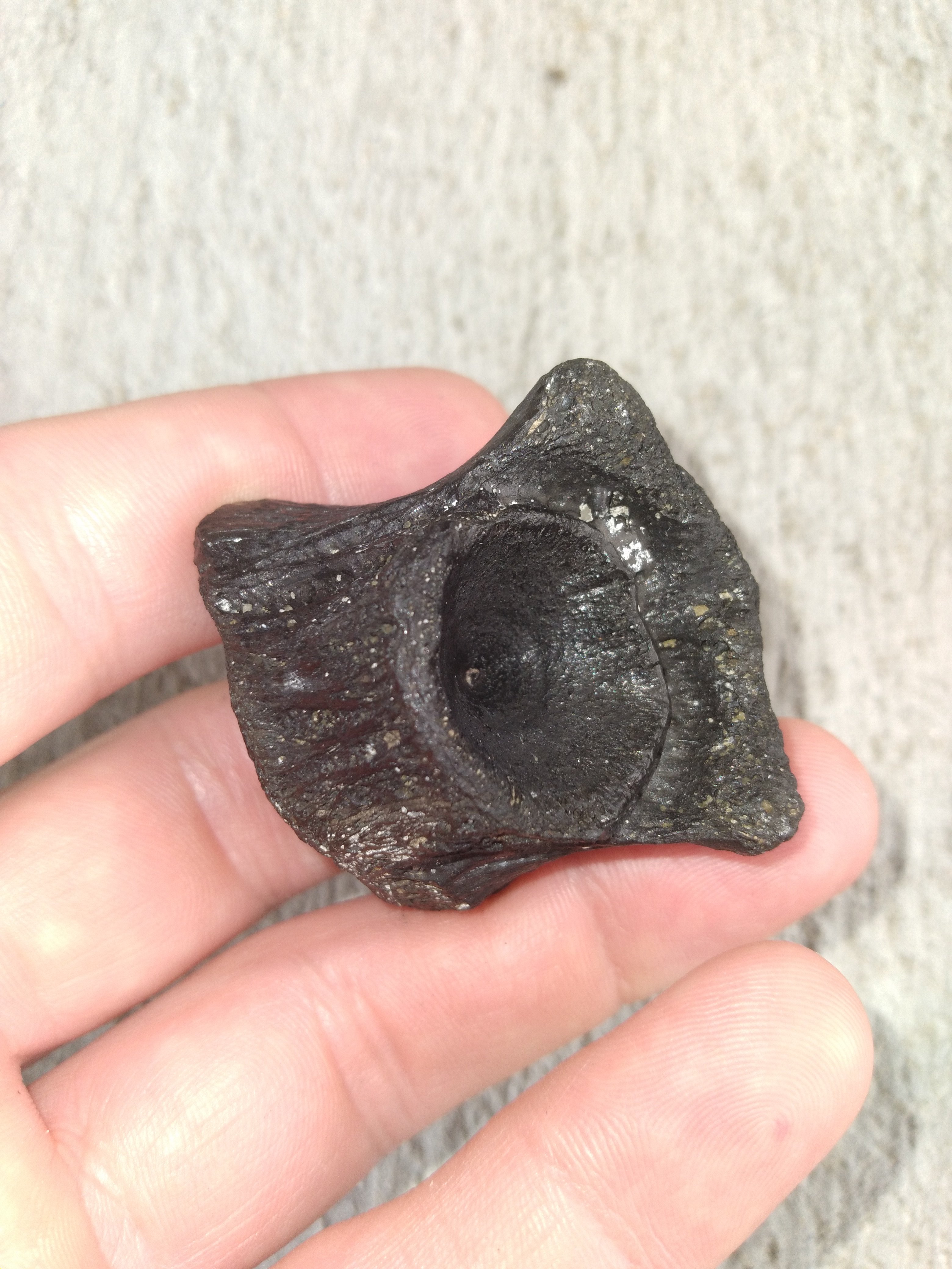 fossil finds on beach - Fossil ID - The Fossil Forum