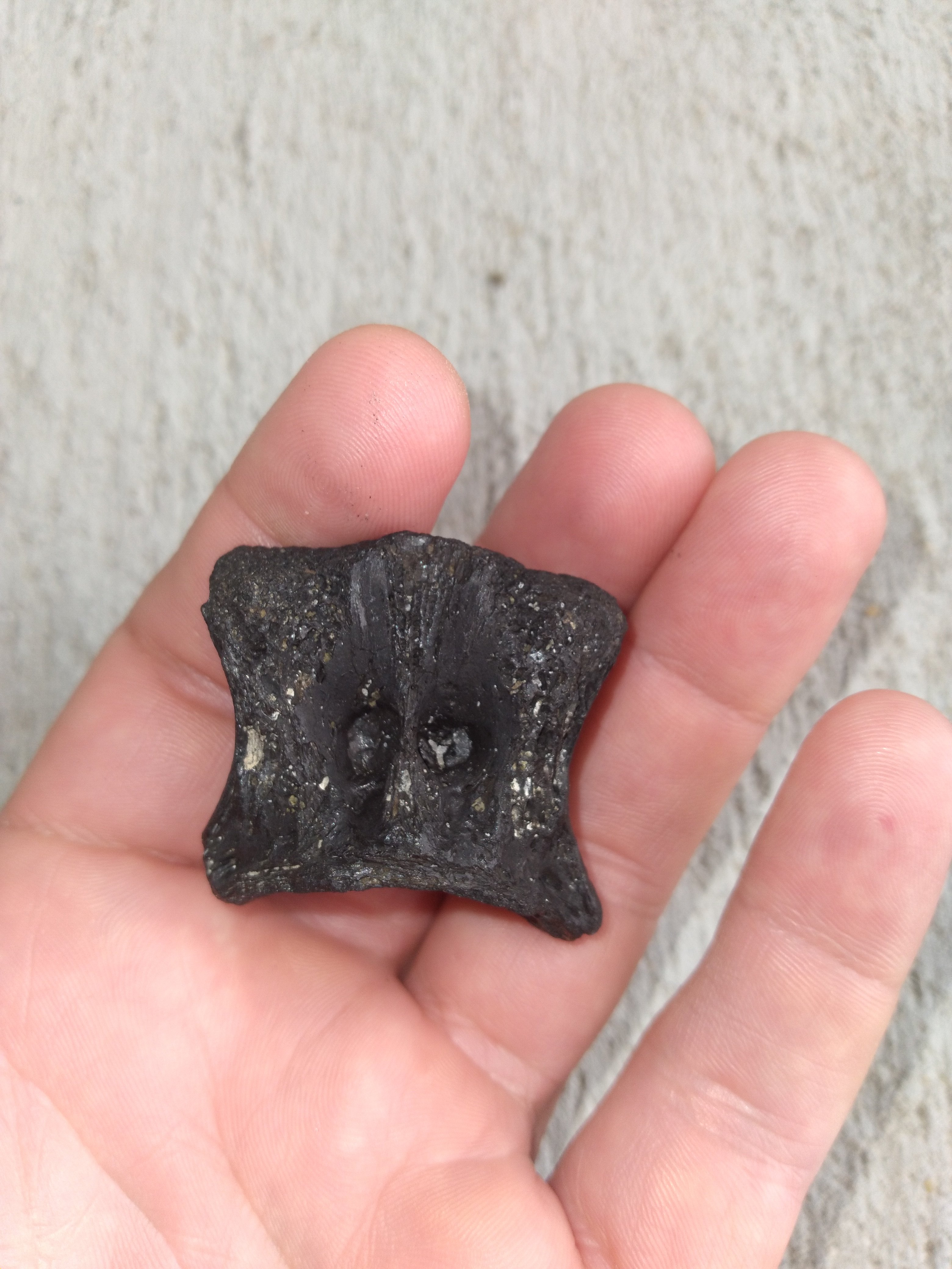 fossil finds on beach - Fossil ID - The Fossil Forum