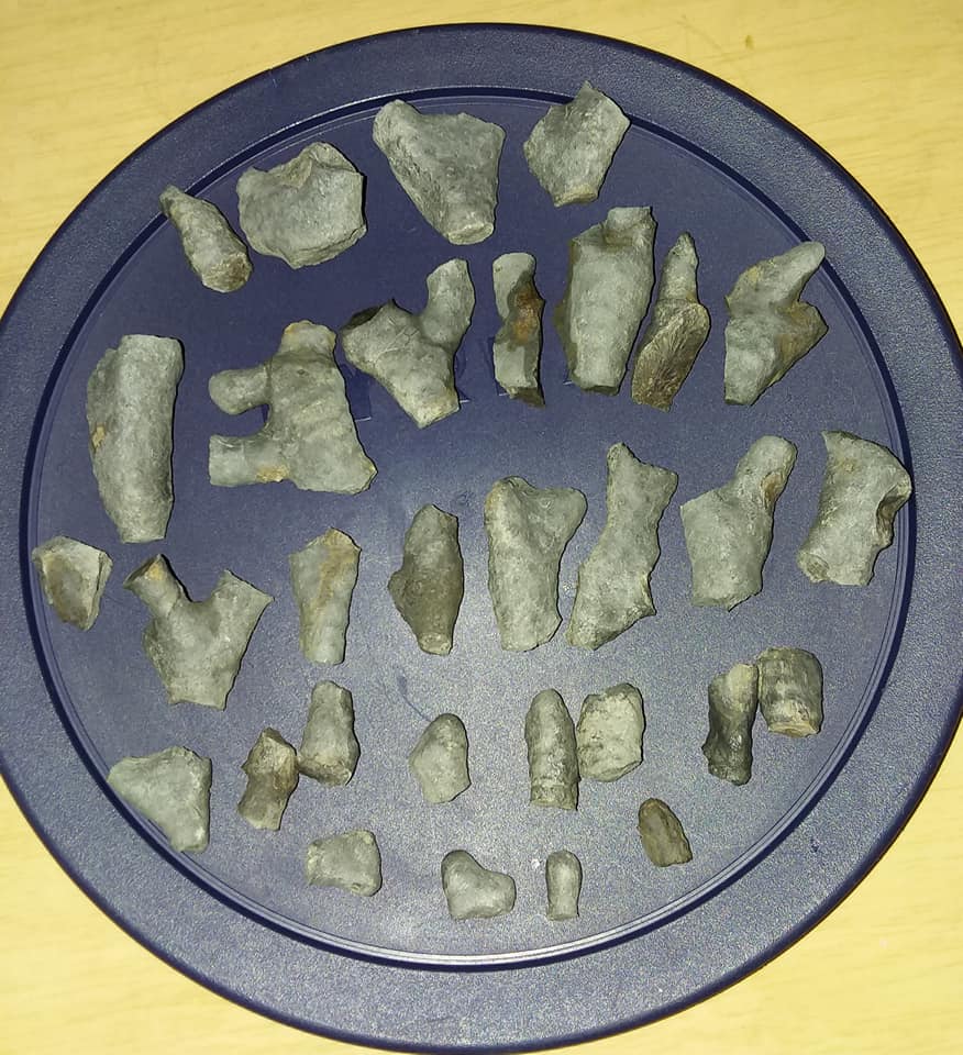 Devonian Bryozoa colony found, reassembled, displayed, resurrected ...