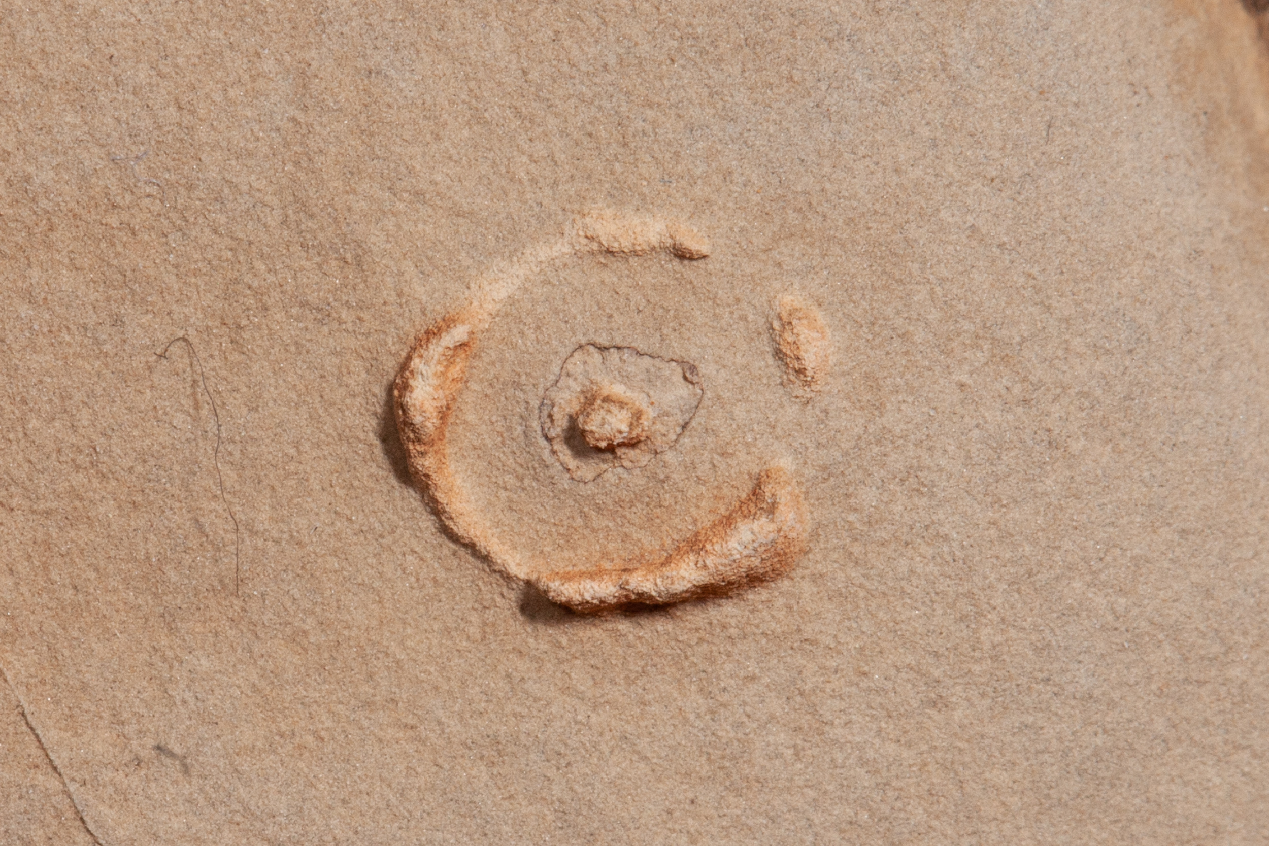 Fossilized raindrops? - Fossil ID - The Fossil Forum