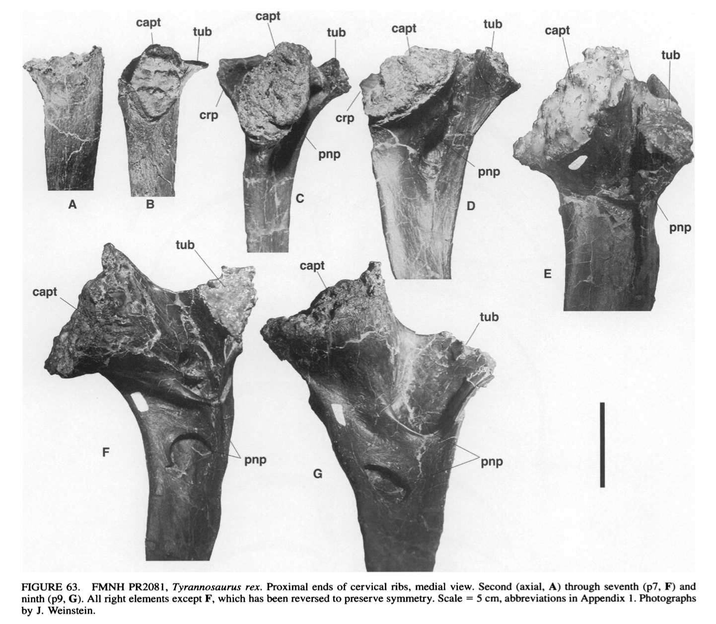Hell Creek cervical rib? - Fossil ID - The Fossil Forum