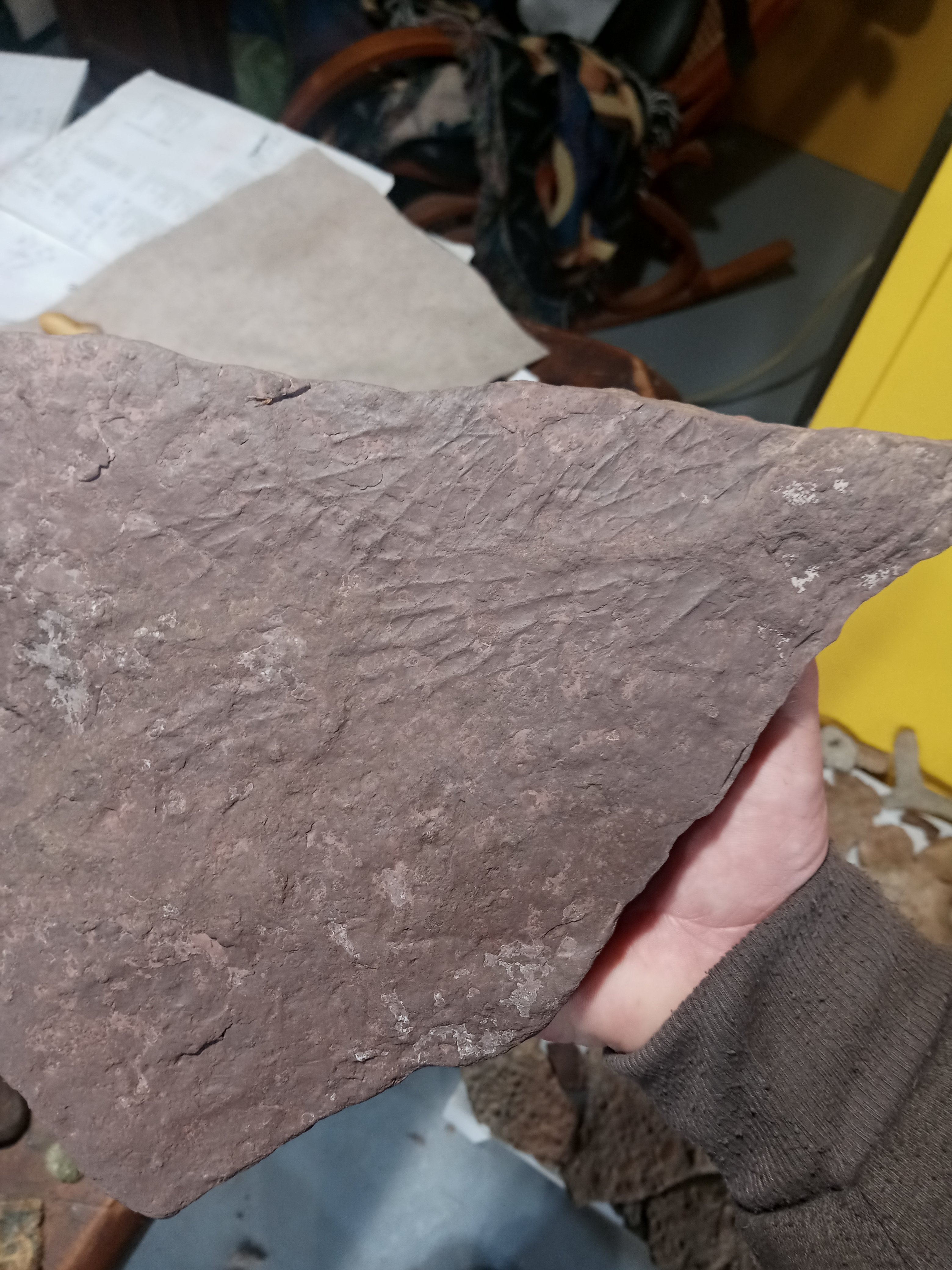 Possible Triassic fish (Passaic formation, New Jersey) - Fossil ID ...