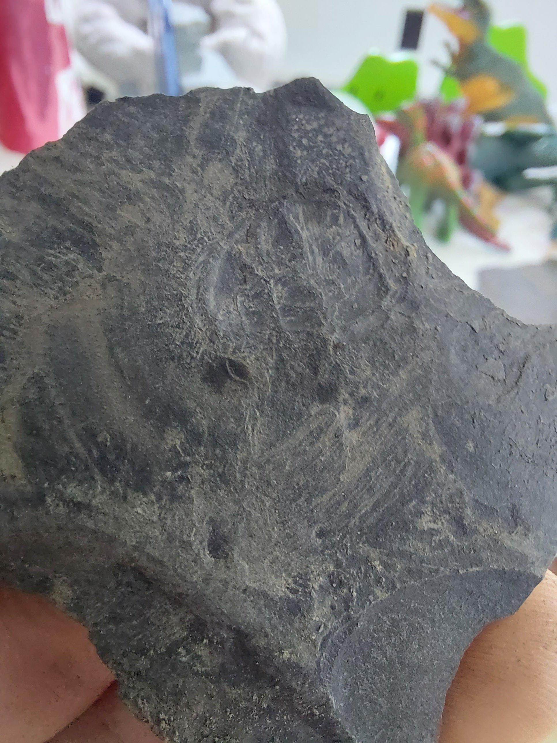Is this a trilobite head? - Fossil ID - The Fossil Forum
