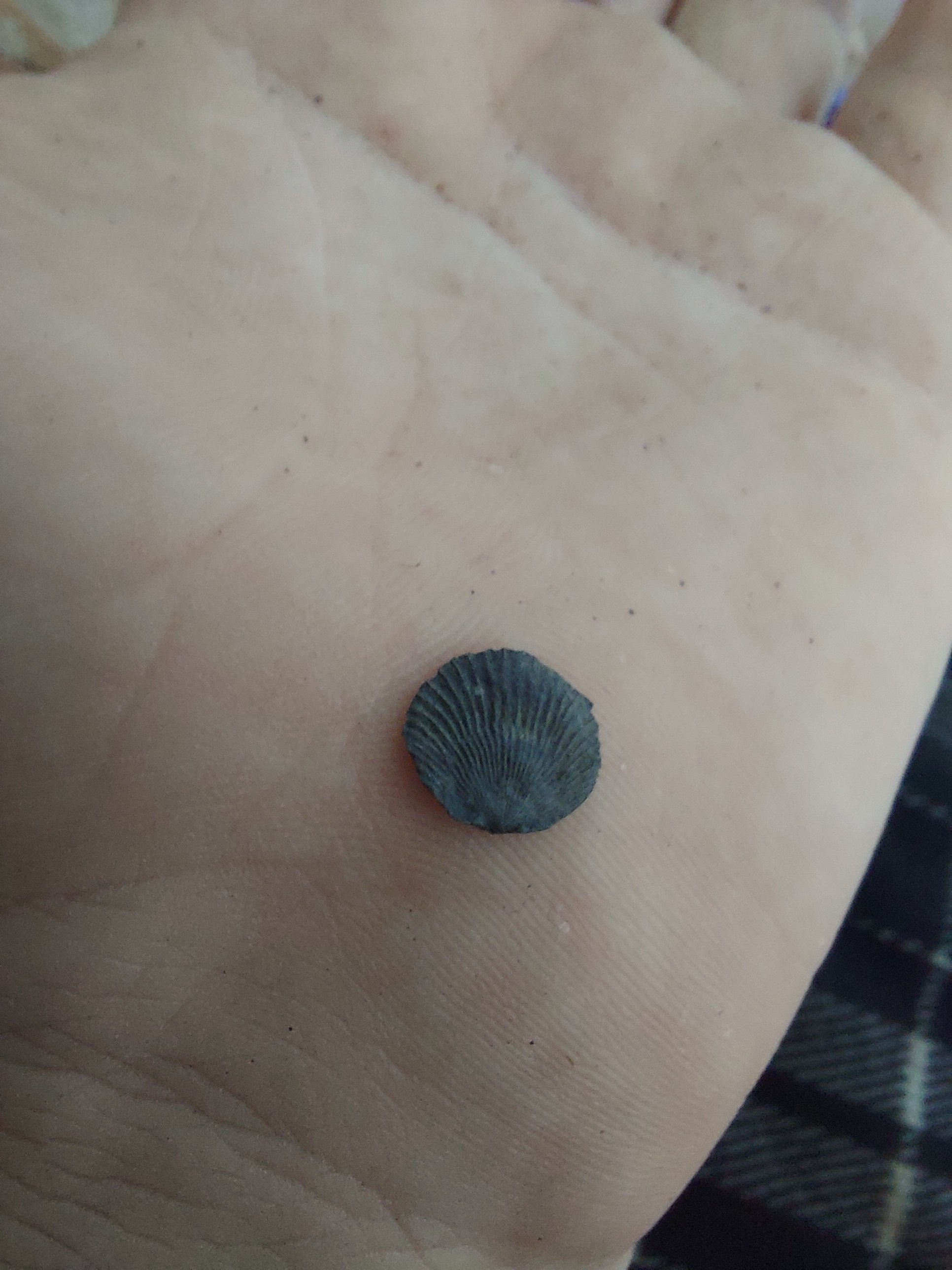 Is this a trilobite head? - Fossil ID - The Fossil Forum
