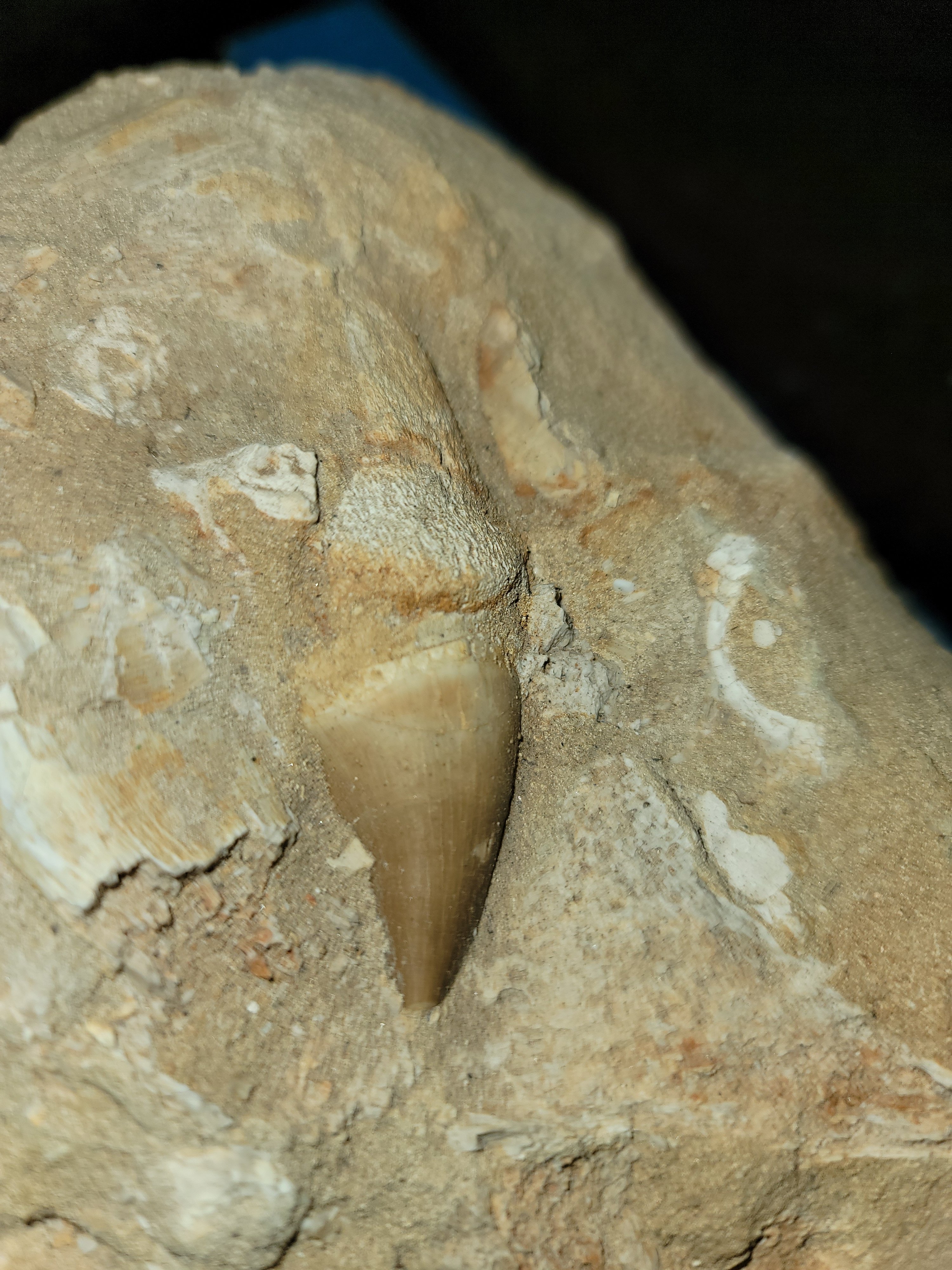 Rock with teeth, roots, bones real? - Is It Real? How to Recognize ...