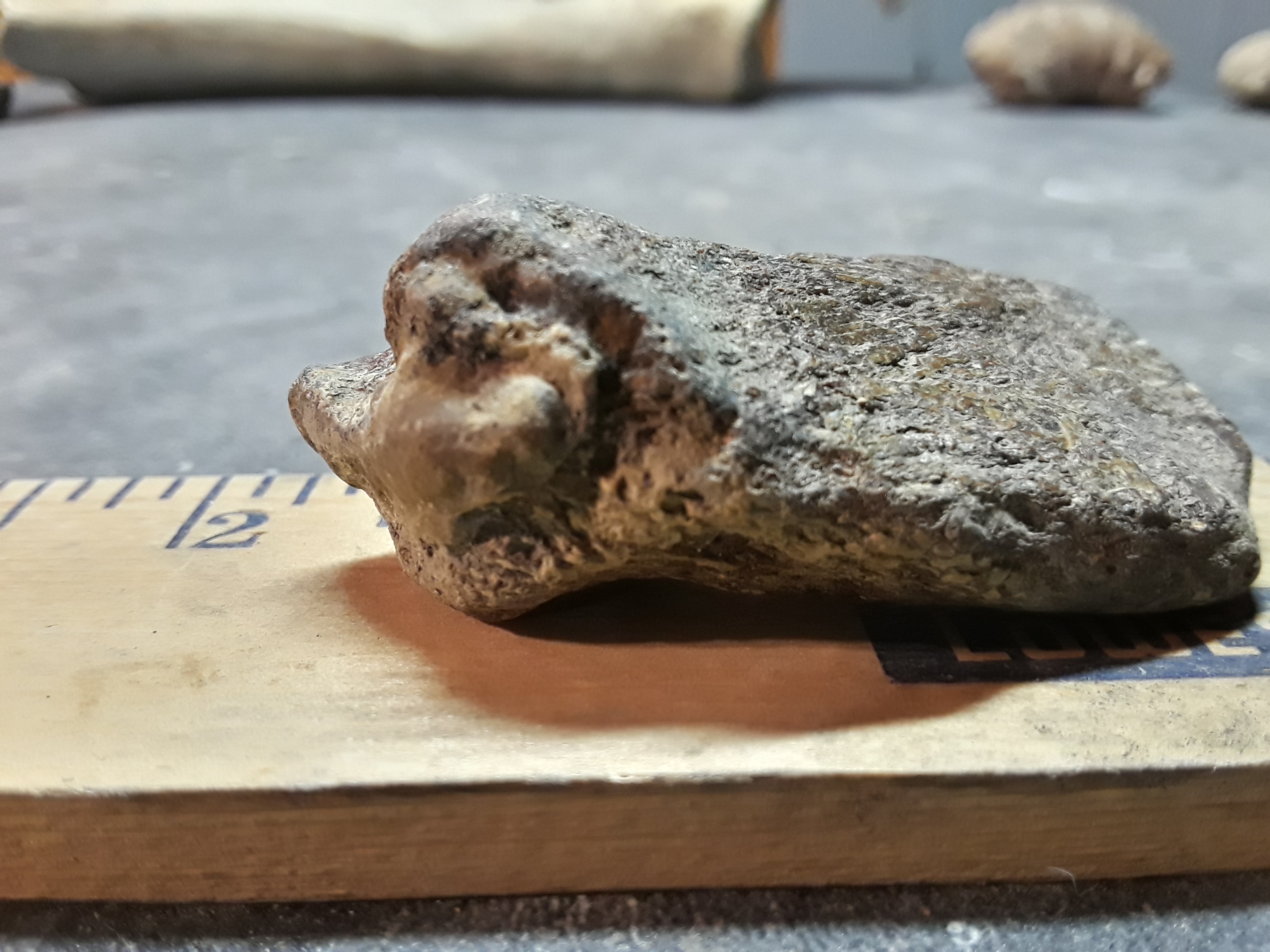 NSR Fish Jaw Bone? - Fossil ID - The Fossil Forum