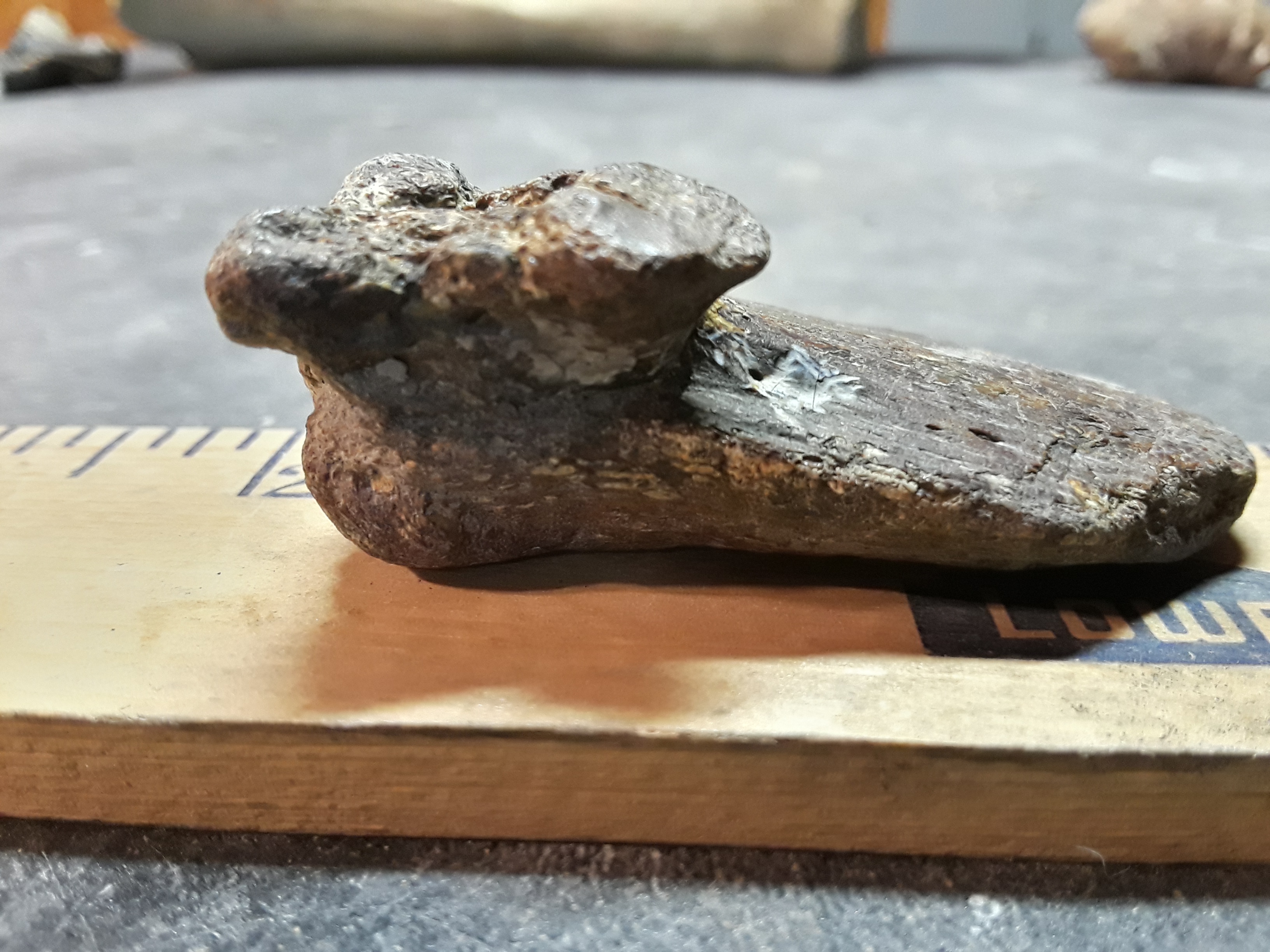 NSR Fish Jaw Bone? - Fossil ID - The Fossil Forum