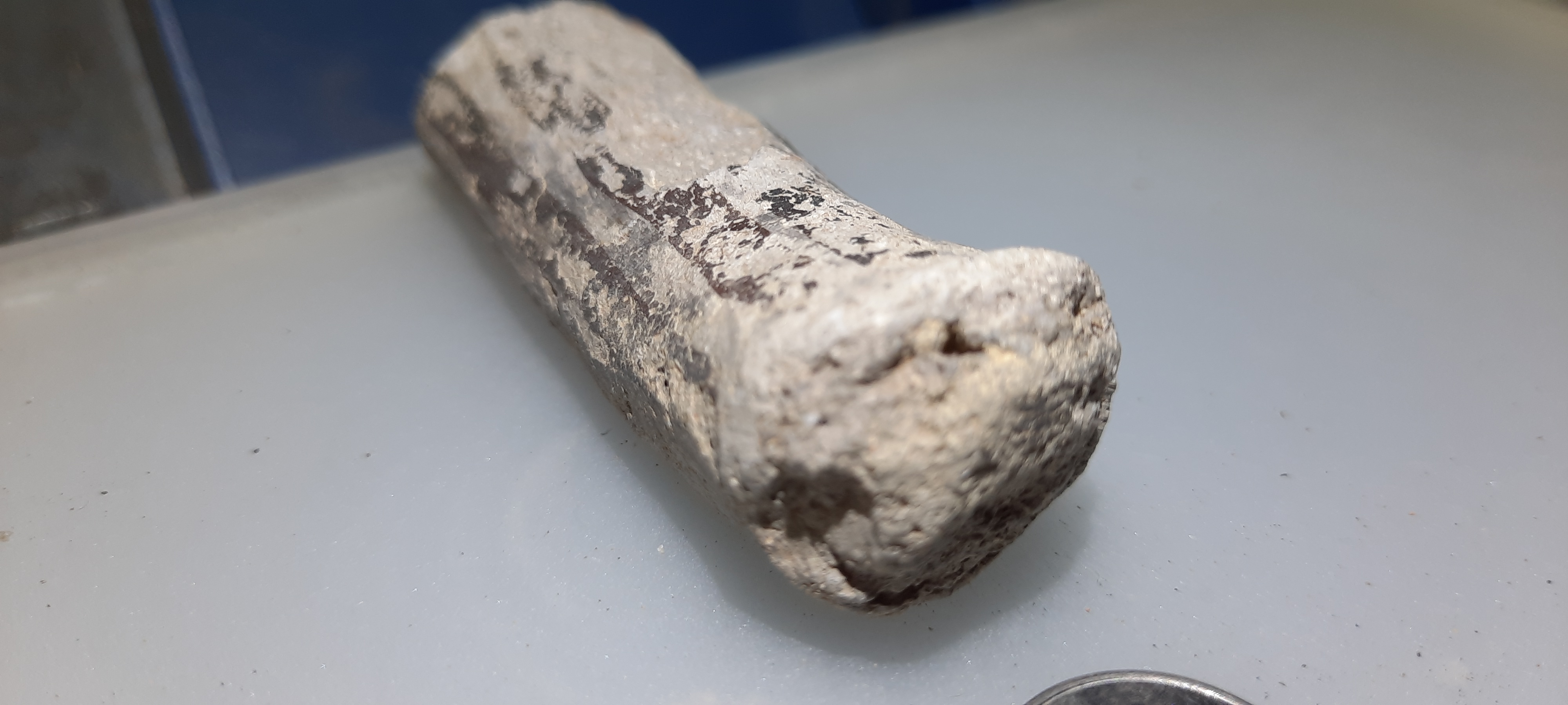 Bone fragment? - Fossil ID - The Fossil Forum