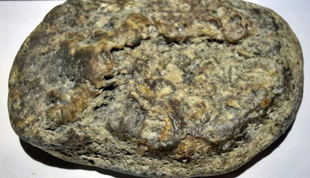 Scorpion? - Fossil ID - The Fossil Forum