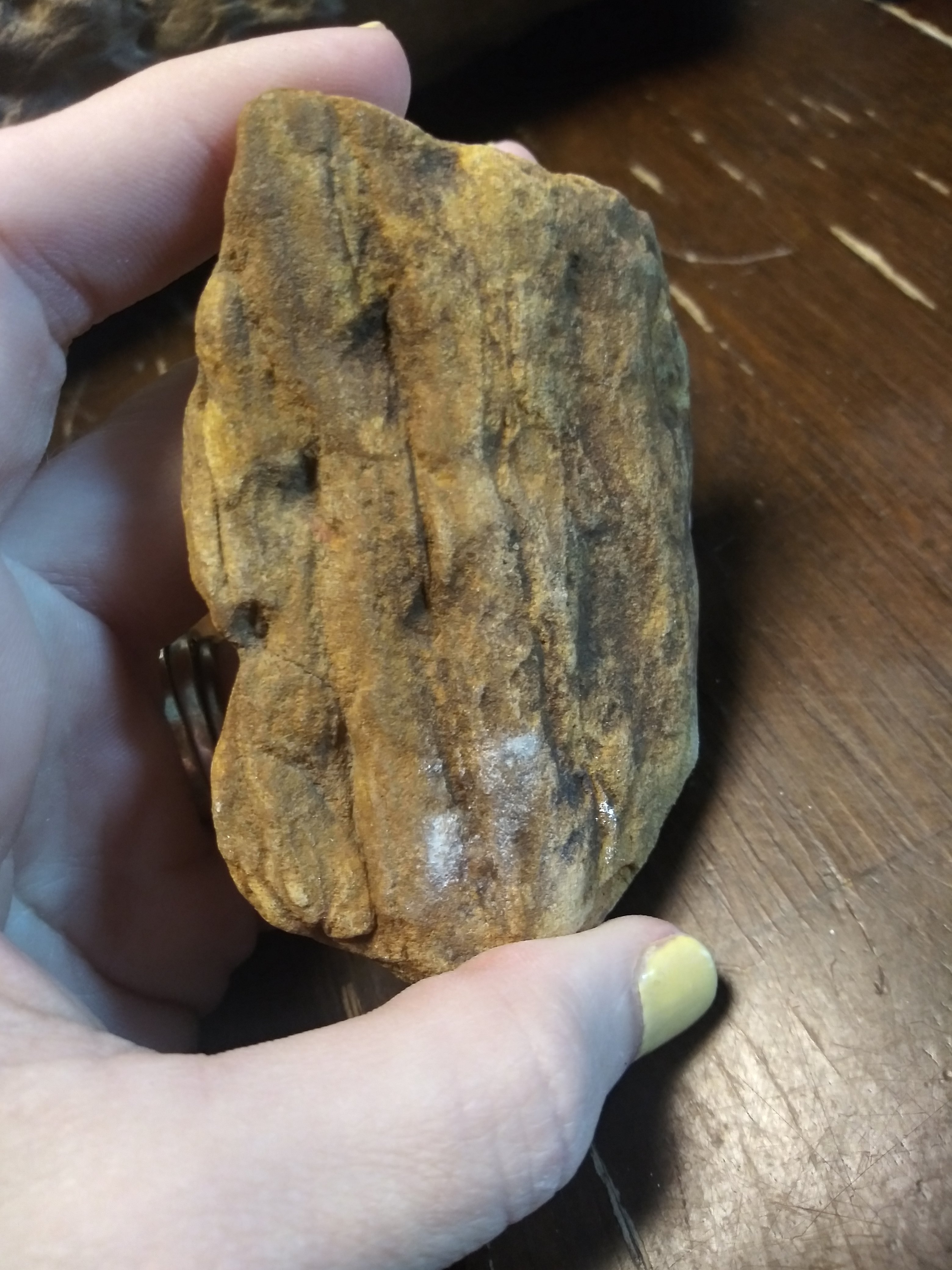 Stigmaria? - Fossil ID - The Fossil Forum